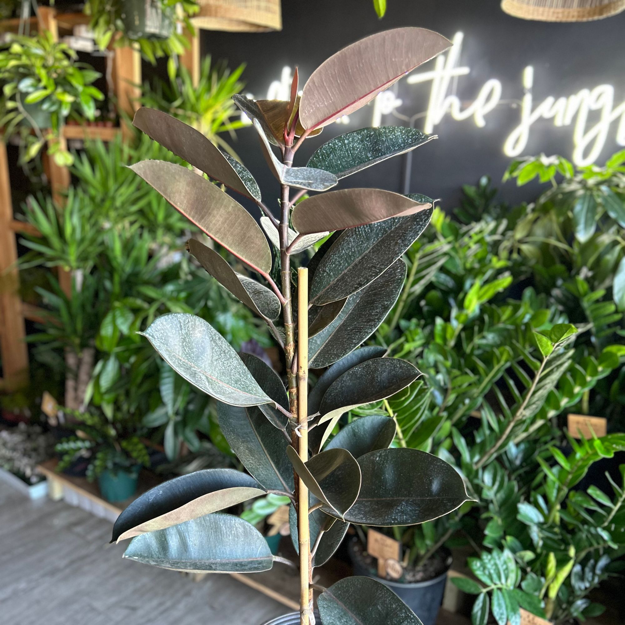 Ficus Burgundy (Dark Rubber Tree) 10" | spotted leaf plant company