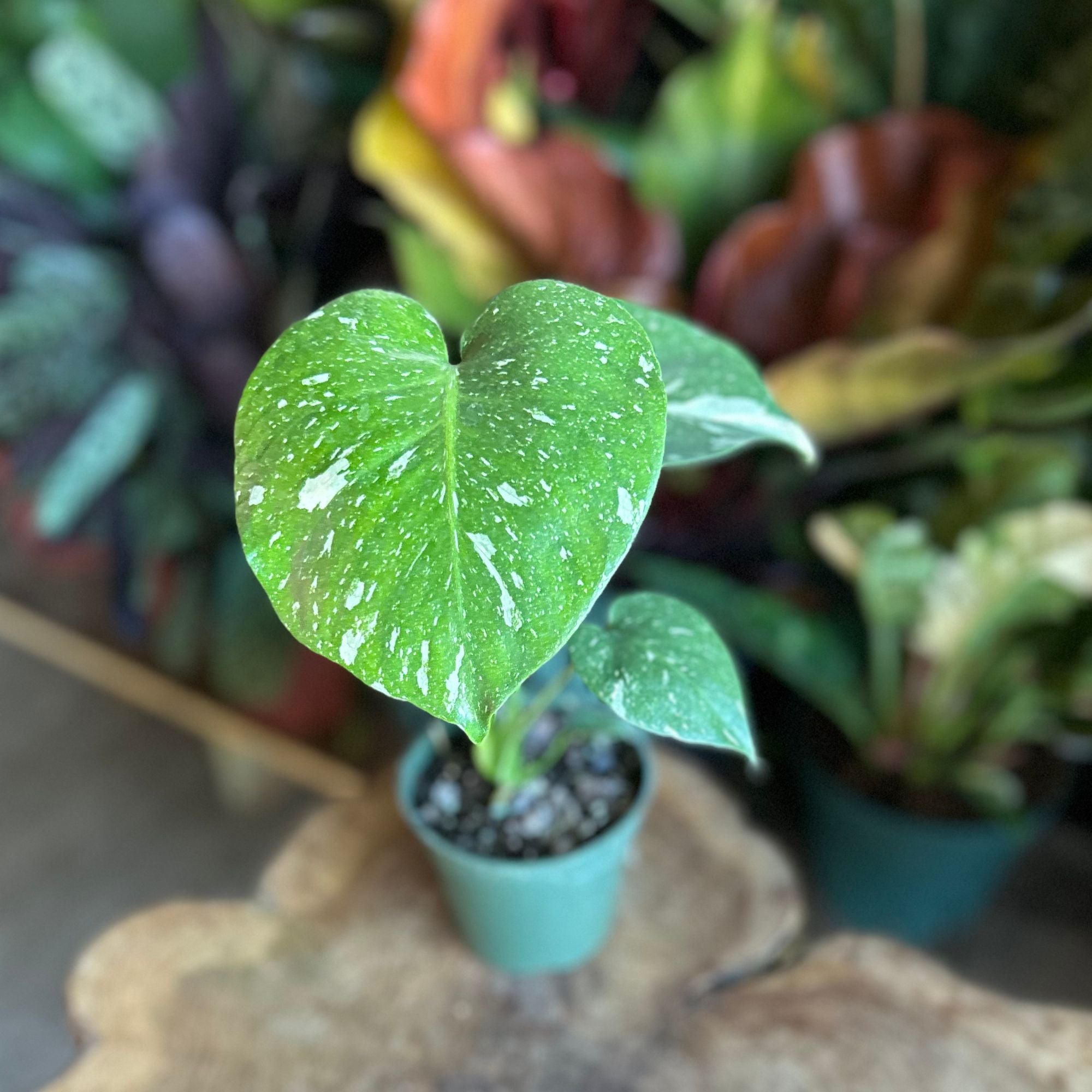 Monstera Thai Constellation 4” | spotted leaf plant company
