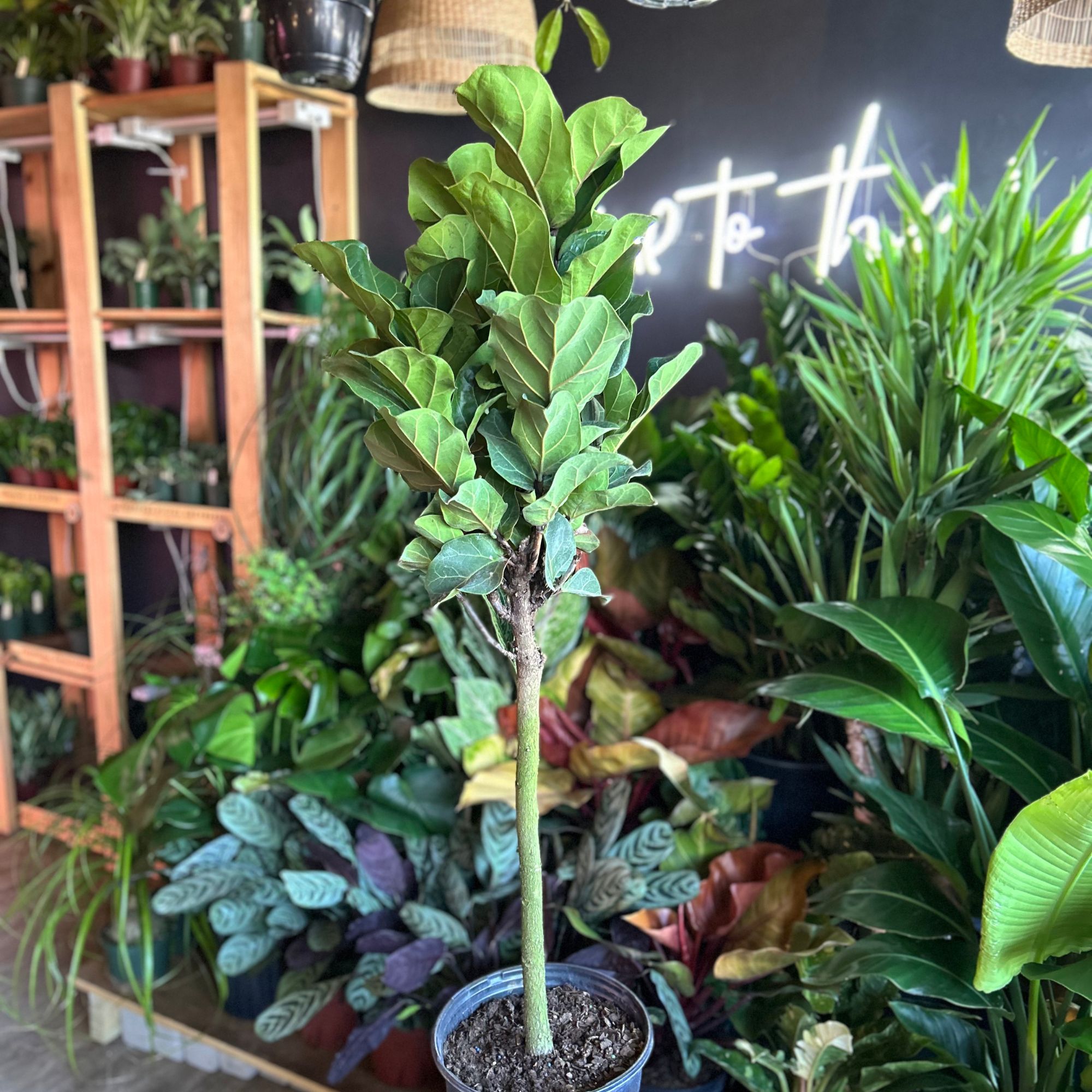 Ficus Little Sunshine 10" (Fiddle Leaf Fig) | spotted leaf plant company