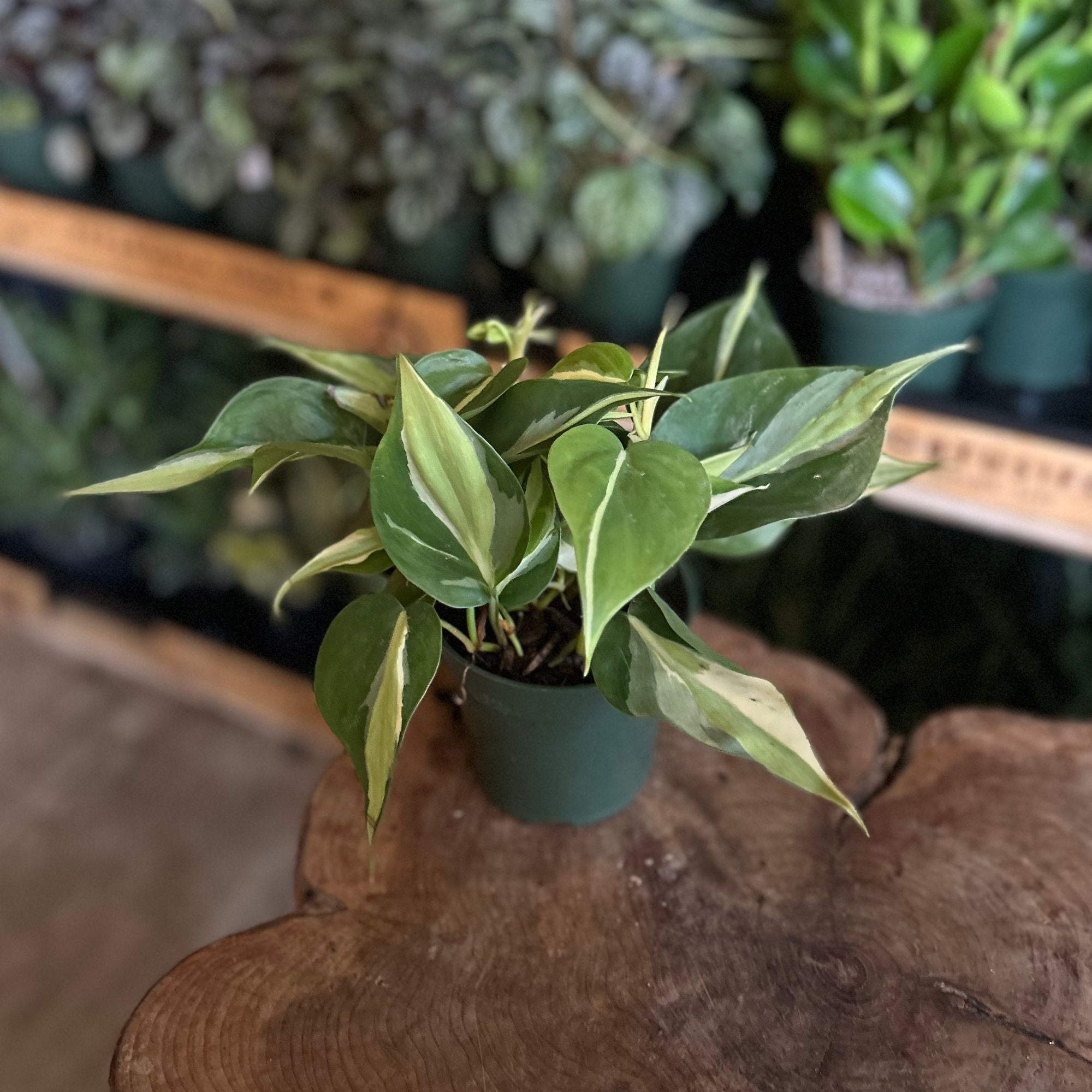 Philodendron Rio 4” | spotted leaf plant company