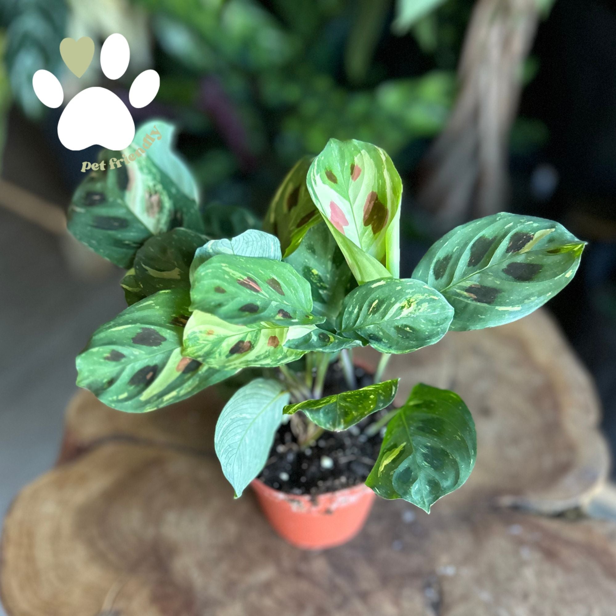 Prayer Maranta Beauty Kim 4" | spotted leaf plant company