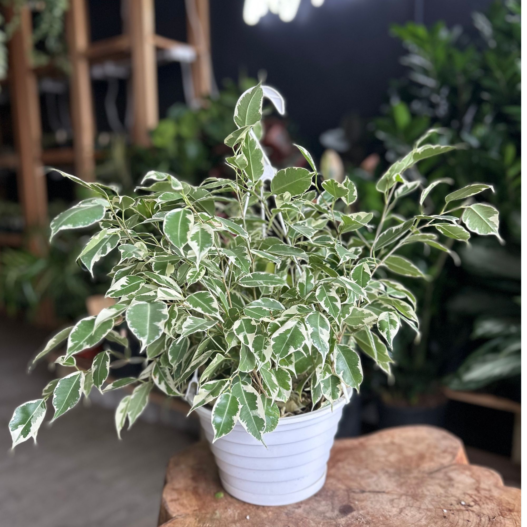 Ficus Benjamina Starlight 8" HB | spotted leaf plant company