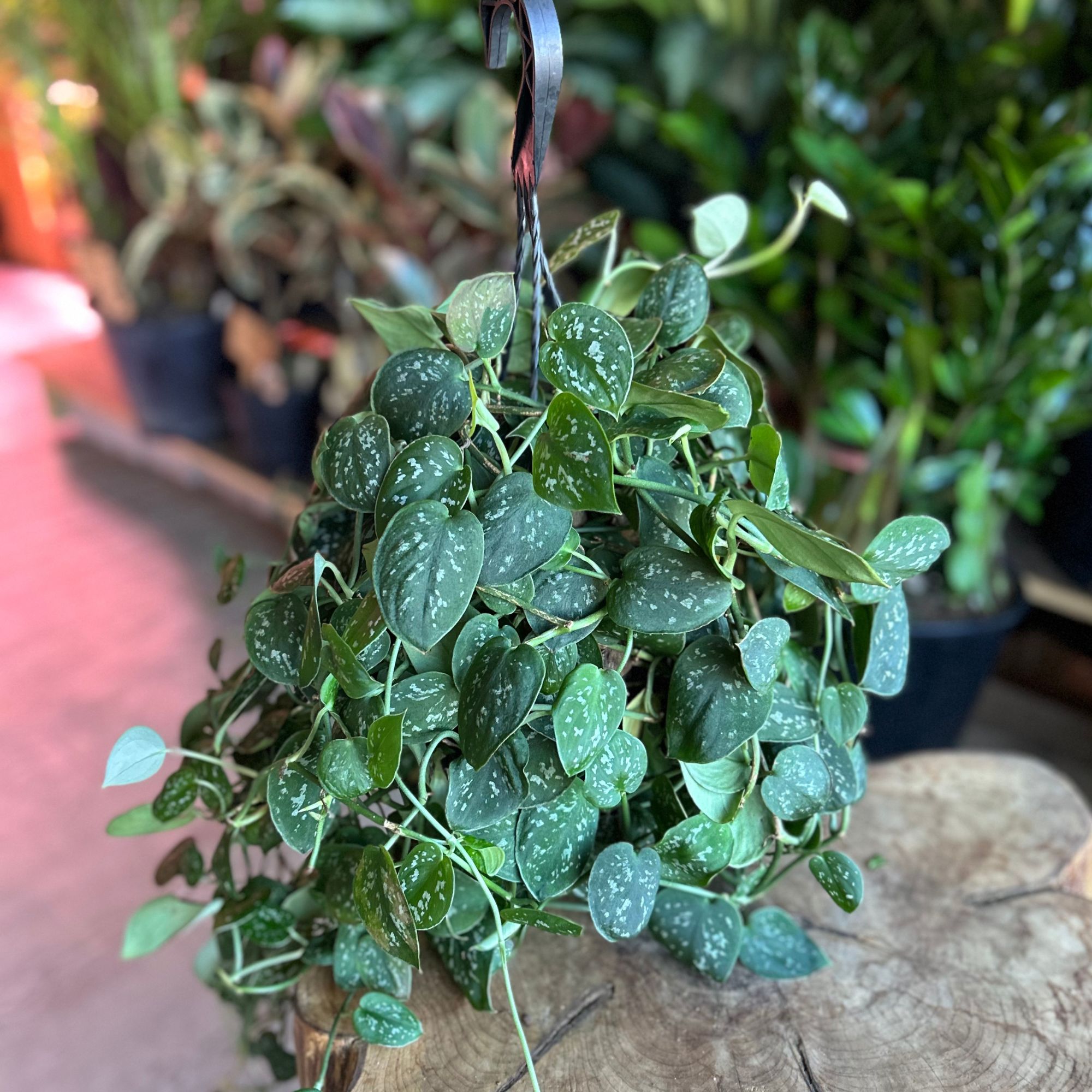 Scindapsus Pictus Argyraeus HB 8” | spotted leaf plant company