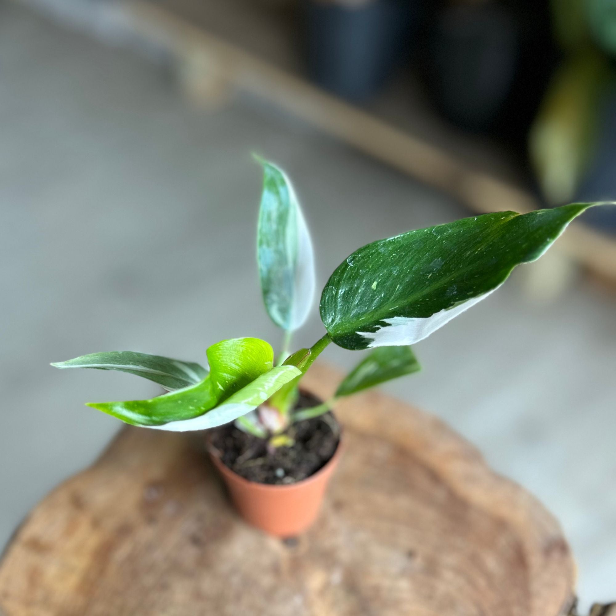 Philodendron White Princess 2” | spotted leaf plant company
