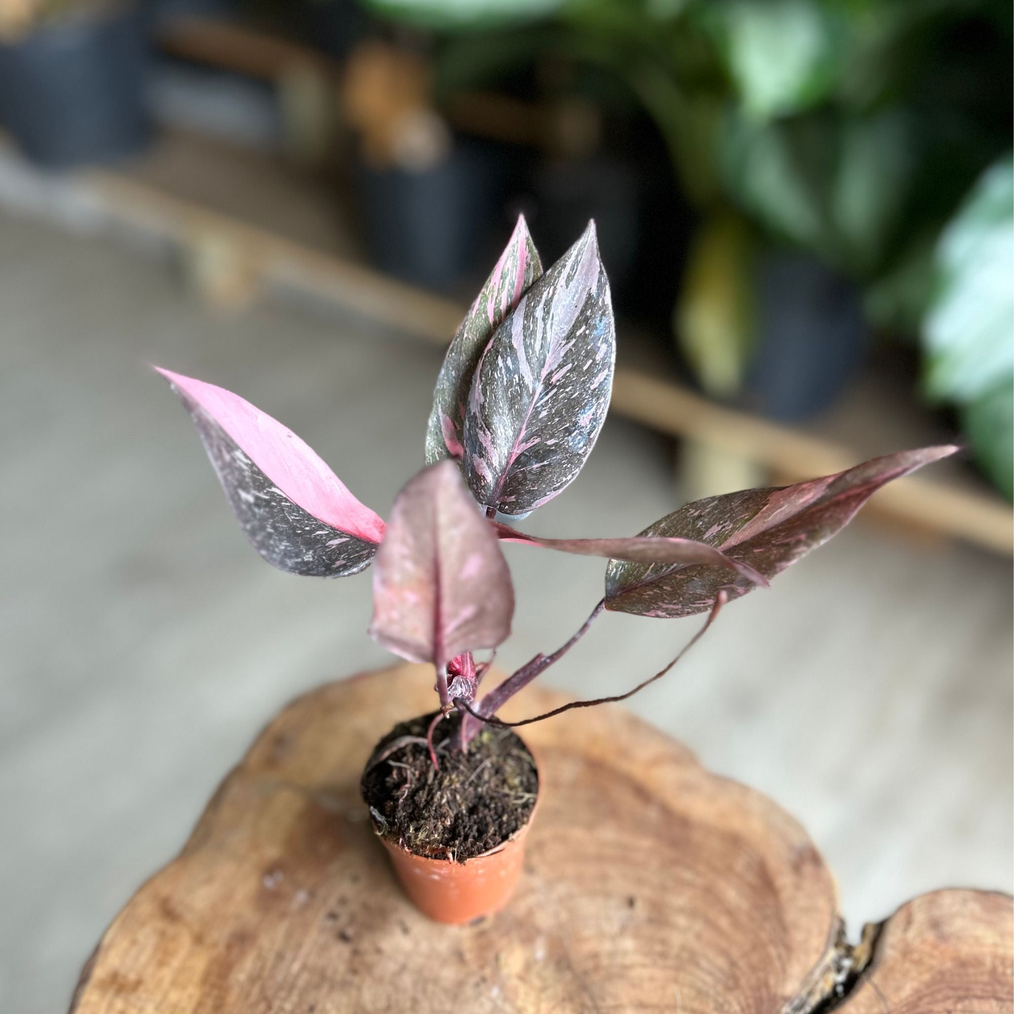 Philodendron Pink Princess Marble 2” | spotted leaf plant company