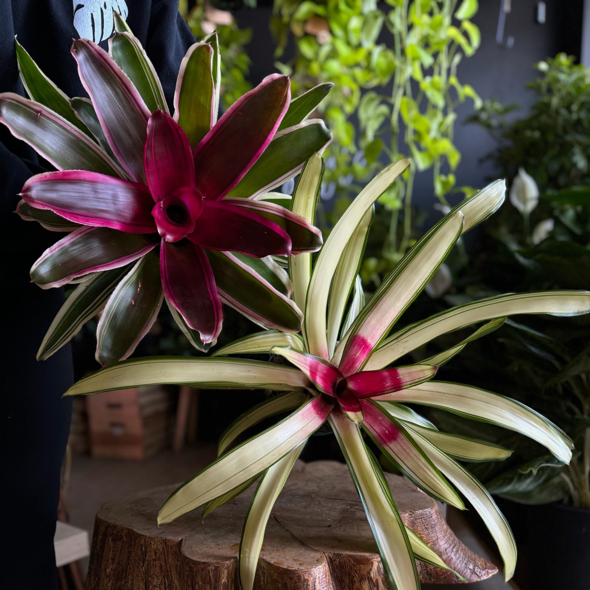 Bromeliad Neoregelia Asst. 6” | spotted leaf plant company