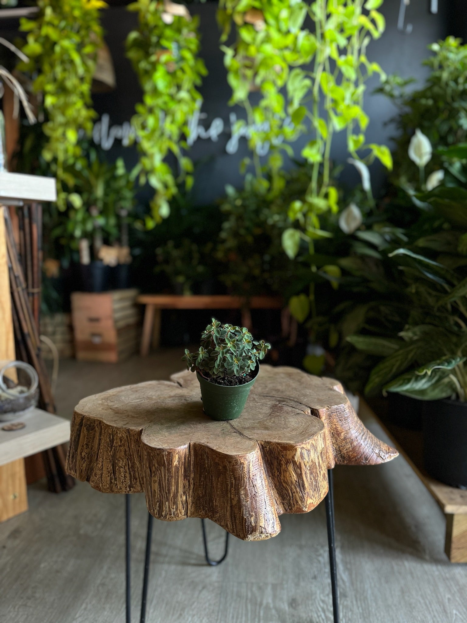 Peperomia Red Log 4” | spotted leaf plant company