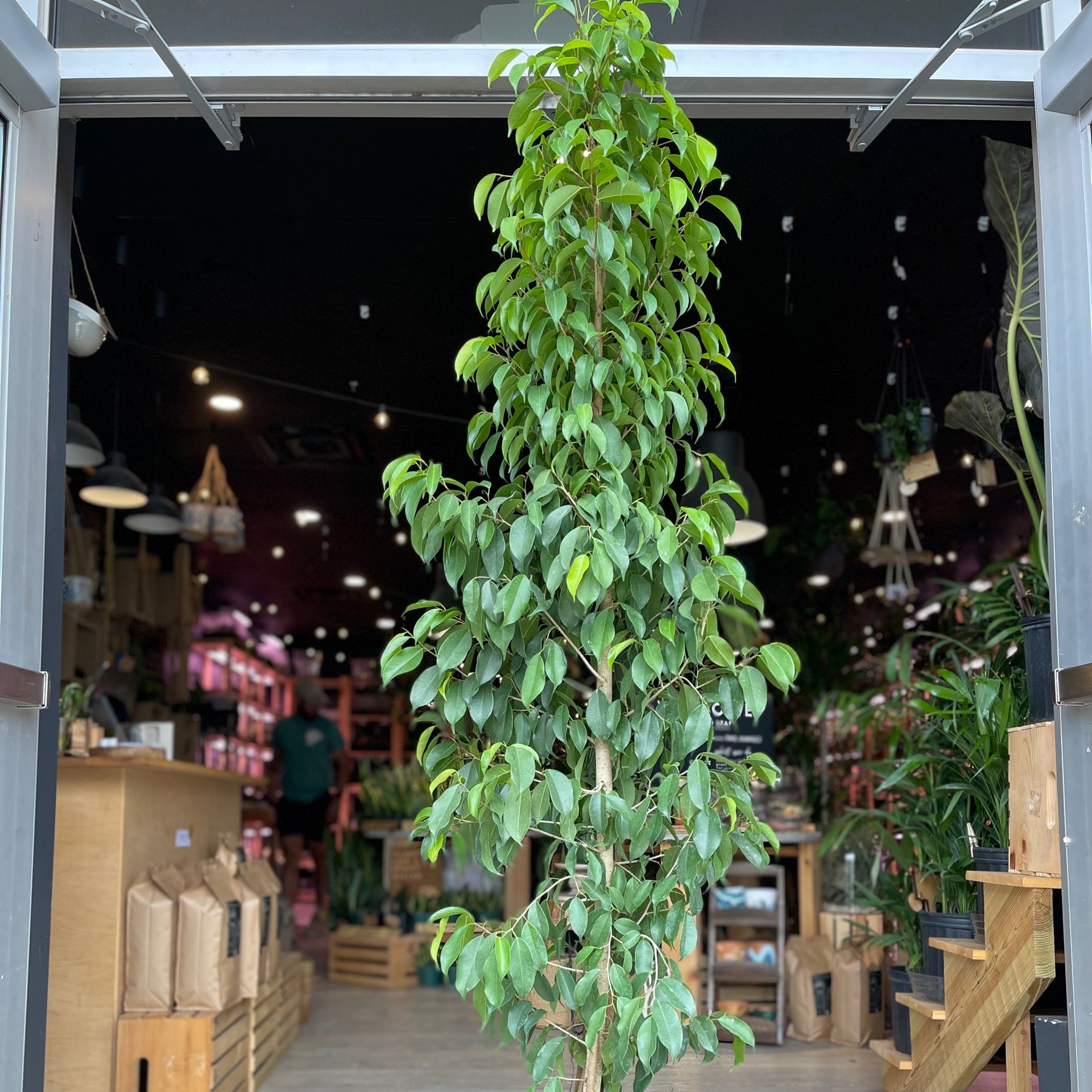 Ficus Benjamija Spire 10" | spotted leaf plant company