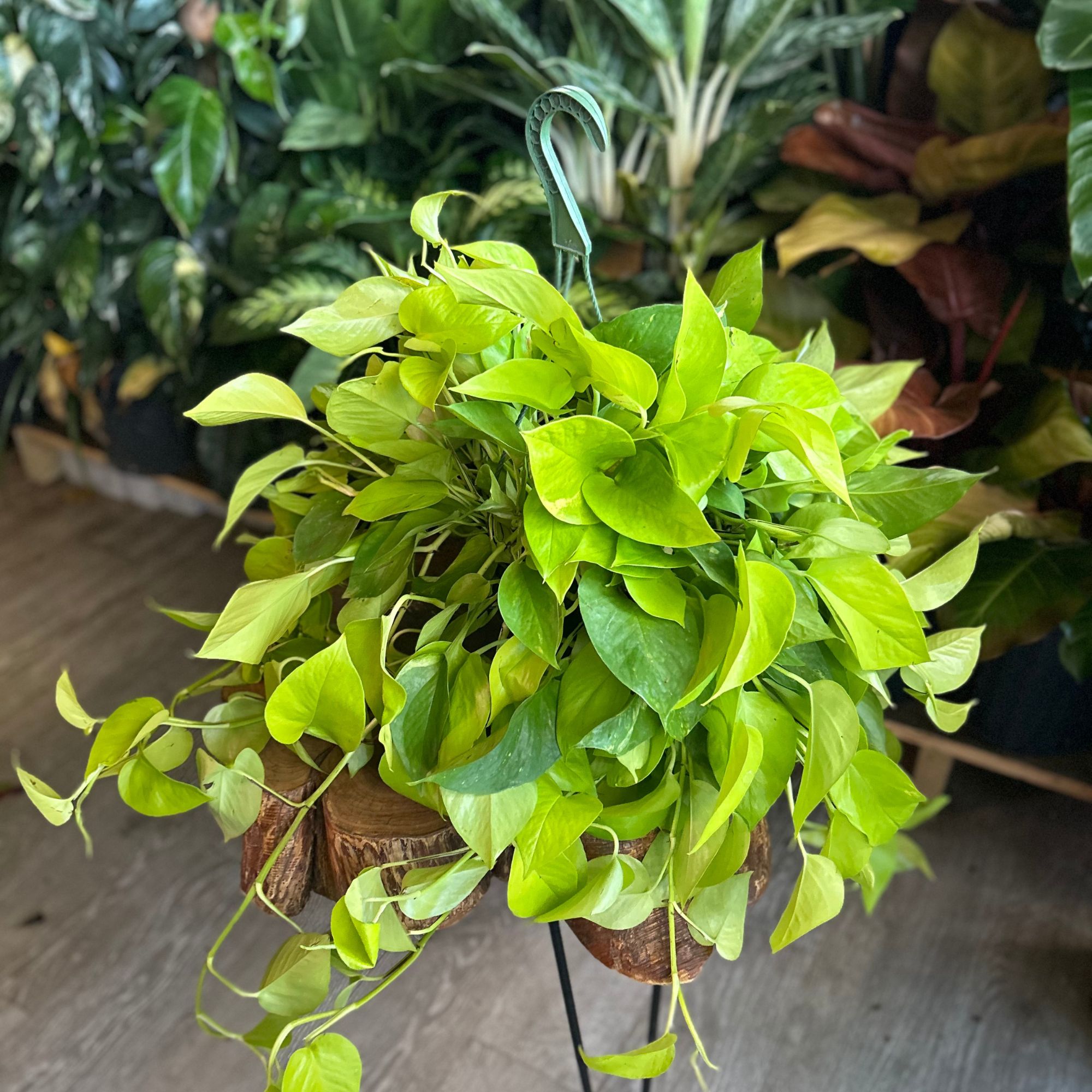Neon Pothos 8" HB | spotted leaf plant company