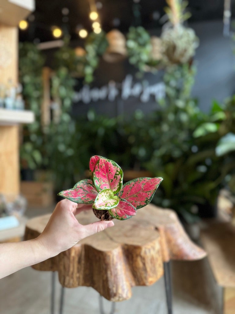 Aglaonema Very Very Red 2” | spotted leaf plant company