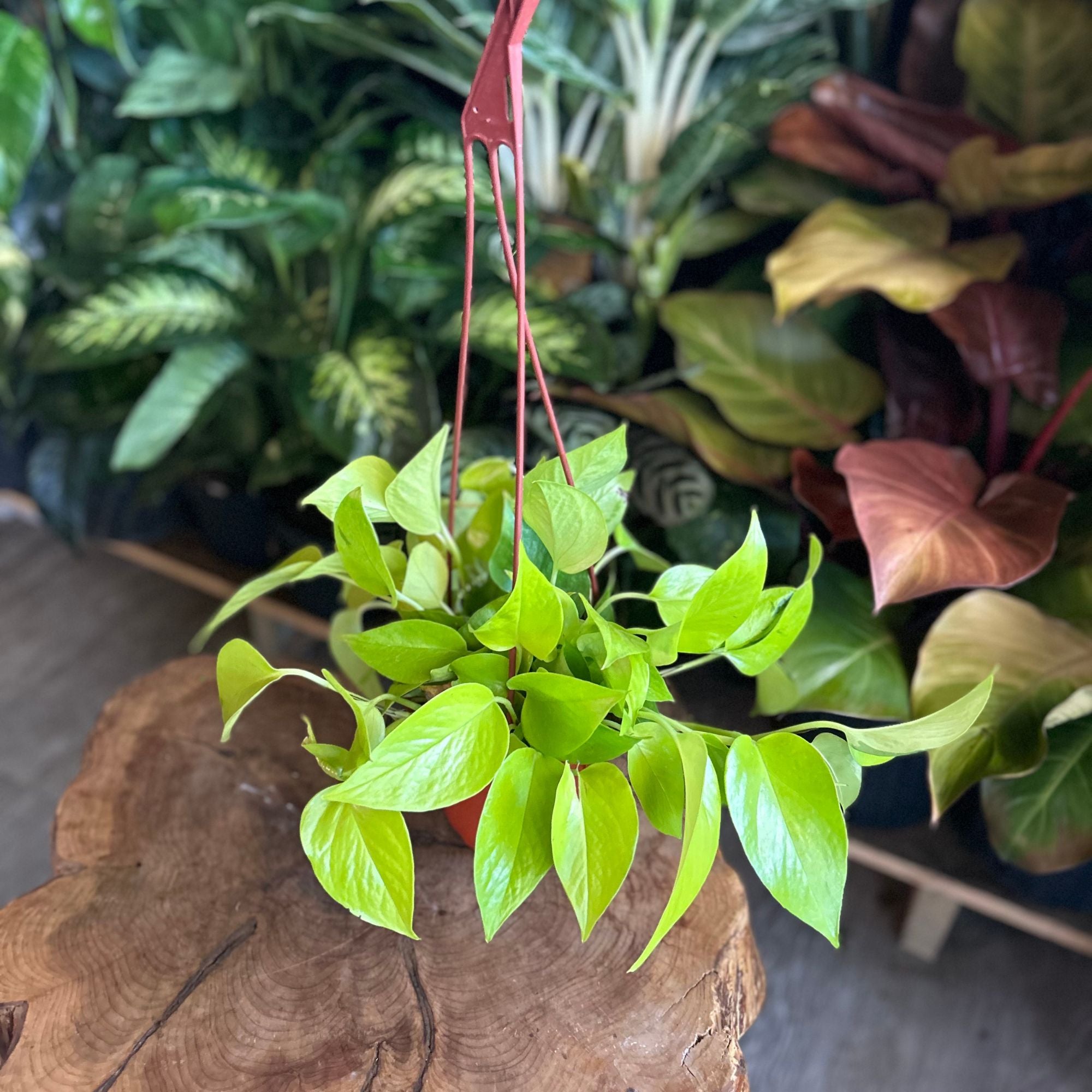 Neon Pothos 6” HB | spotted leaf plant company