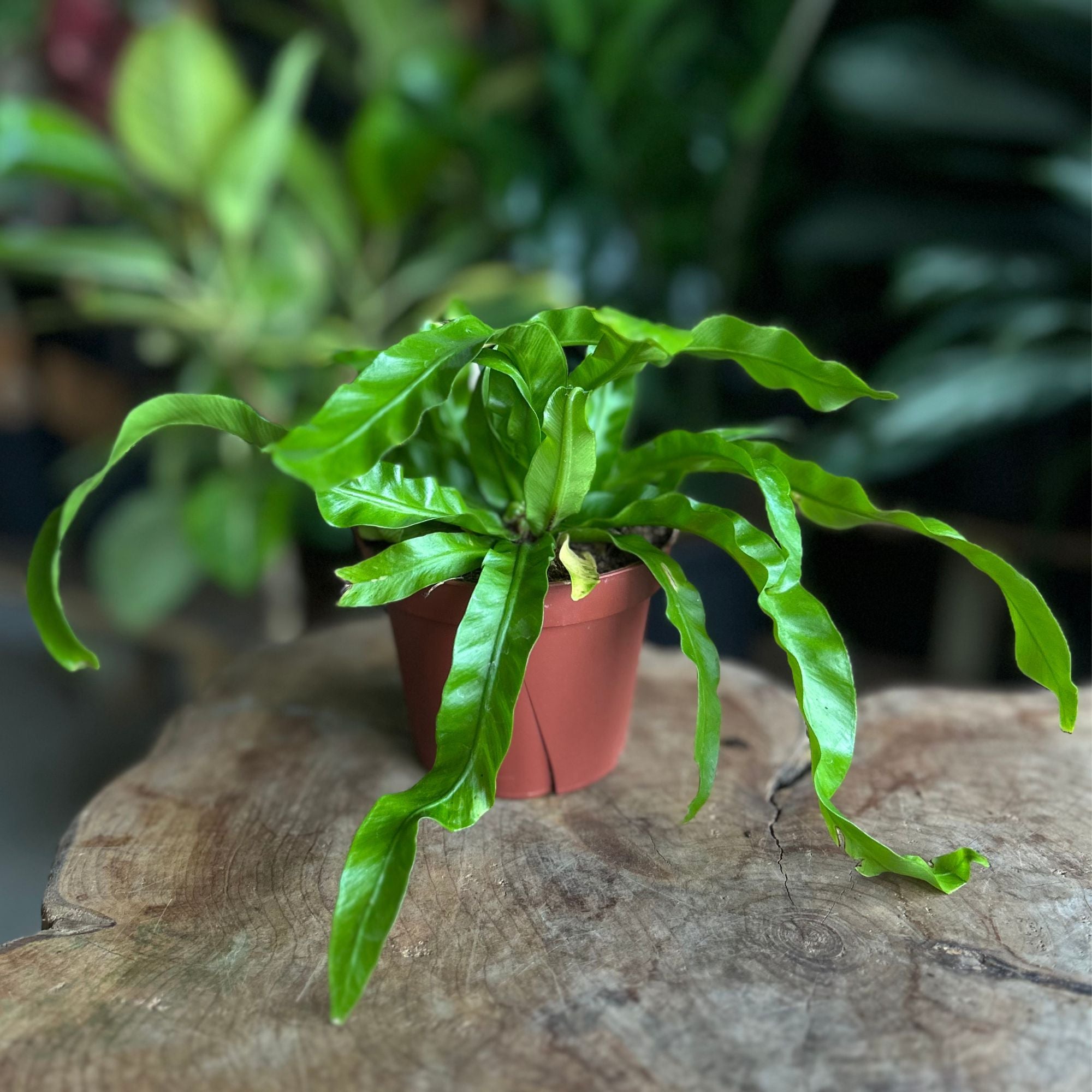 Fern Asplenium Hurricane : What is a Bird’s Nest Fern ‘Hurricane ...