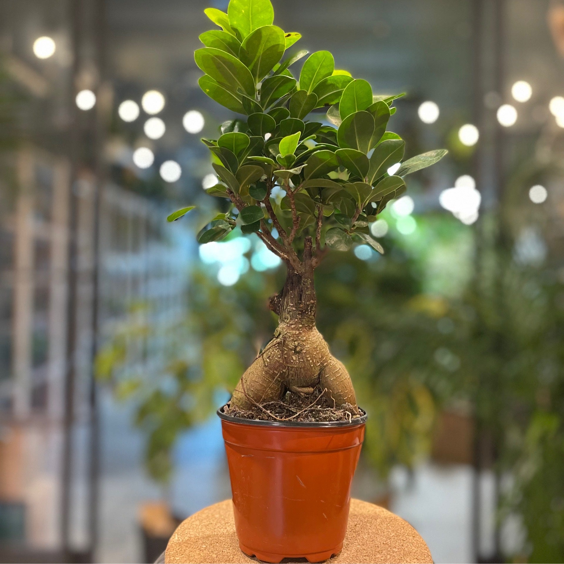 Luxus Ficus Ginseng Standort Bild