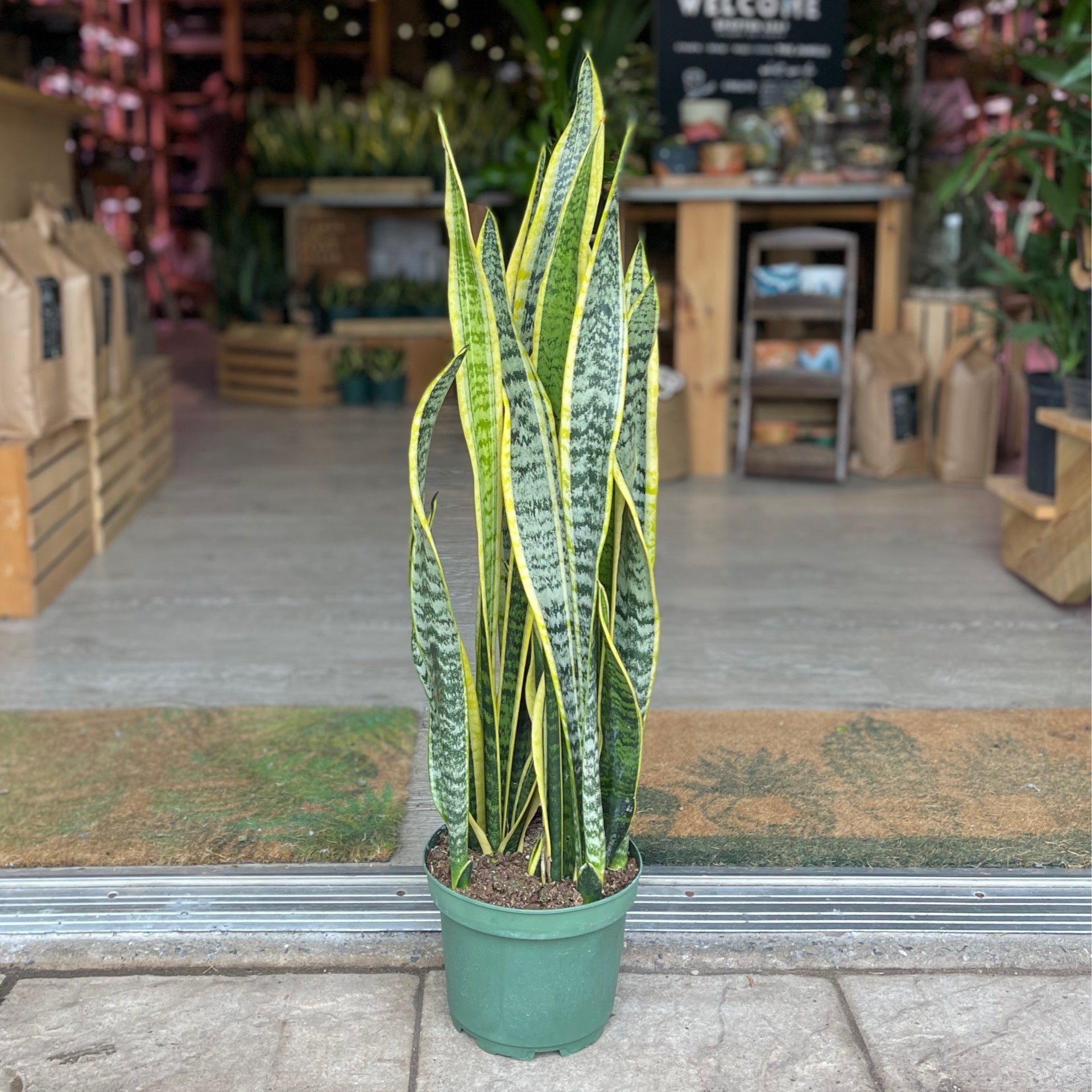 Sansevieria Laurentii (Snake Plant) 8” | spotted leaf plant company