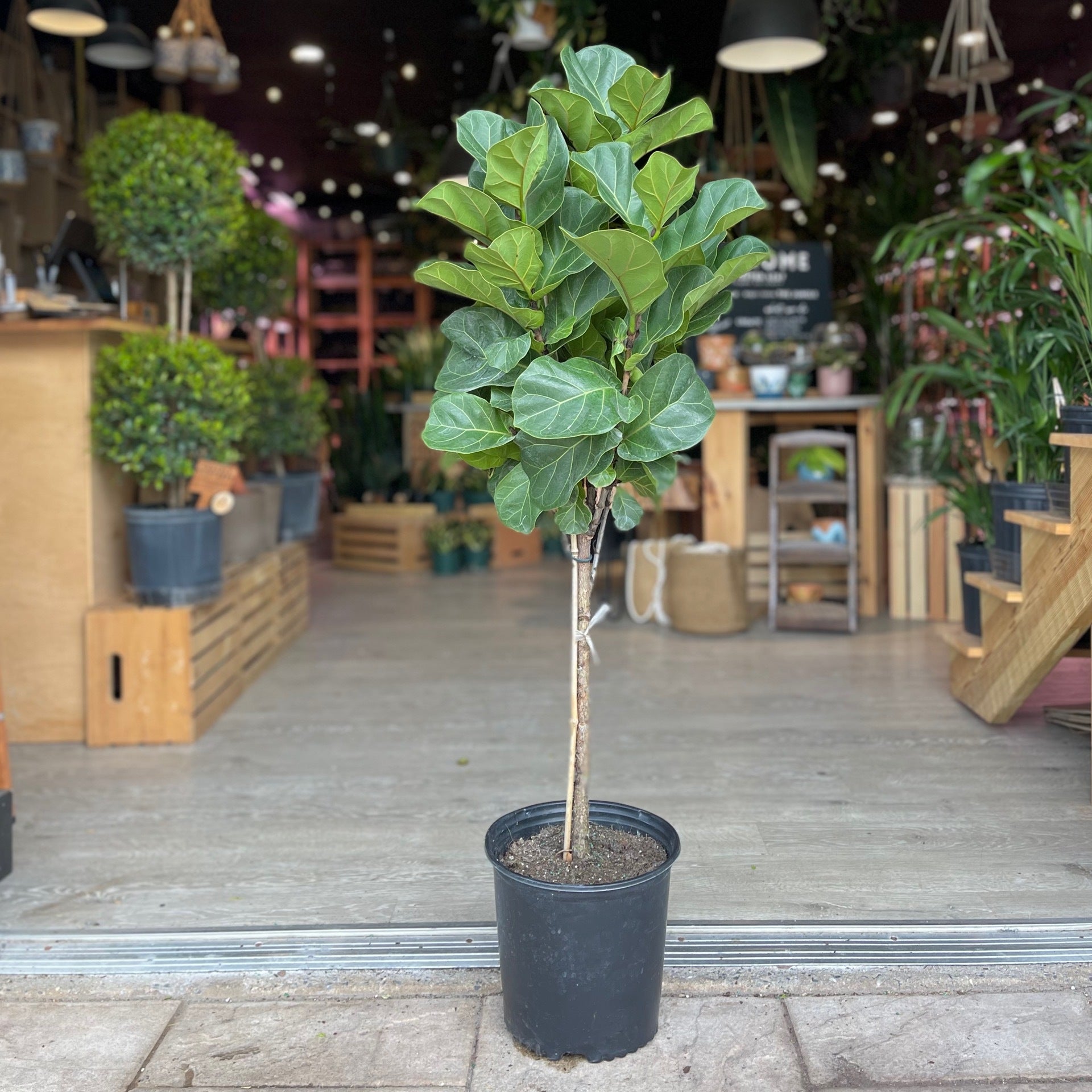 Ficus Little Sunshine 10" (Fiddle Leaf Fig) | spotted leaf plant company