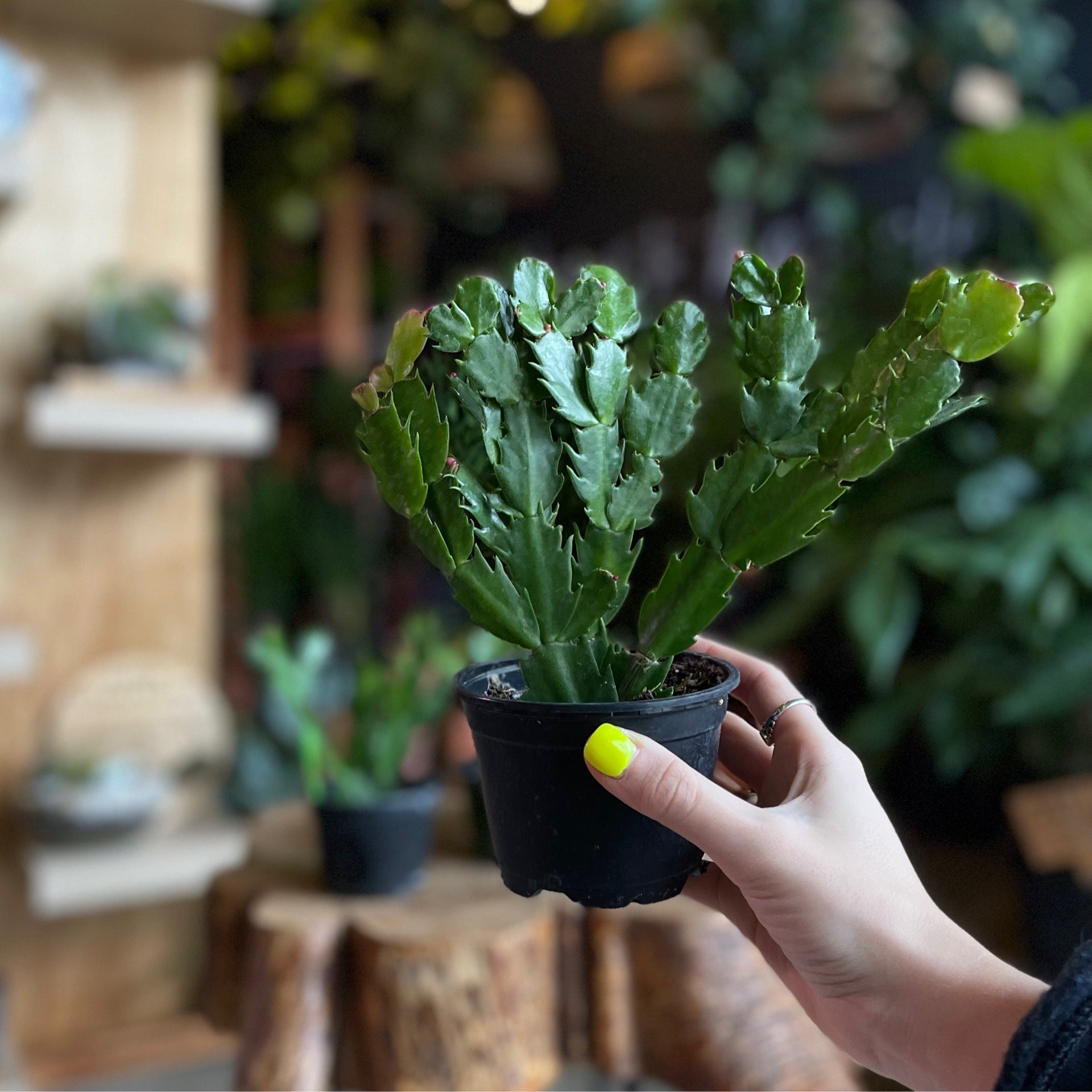 Christmas Cactus (Zygo) 4" | spotted leaf plant company