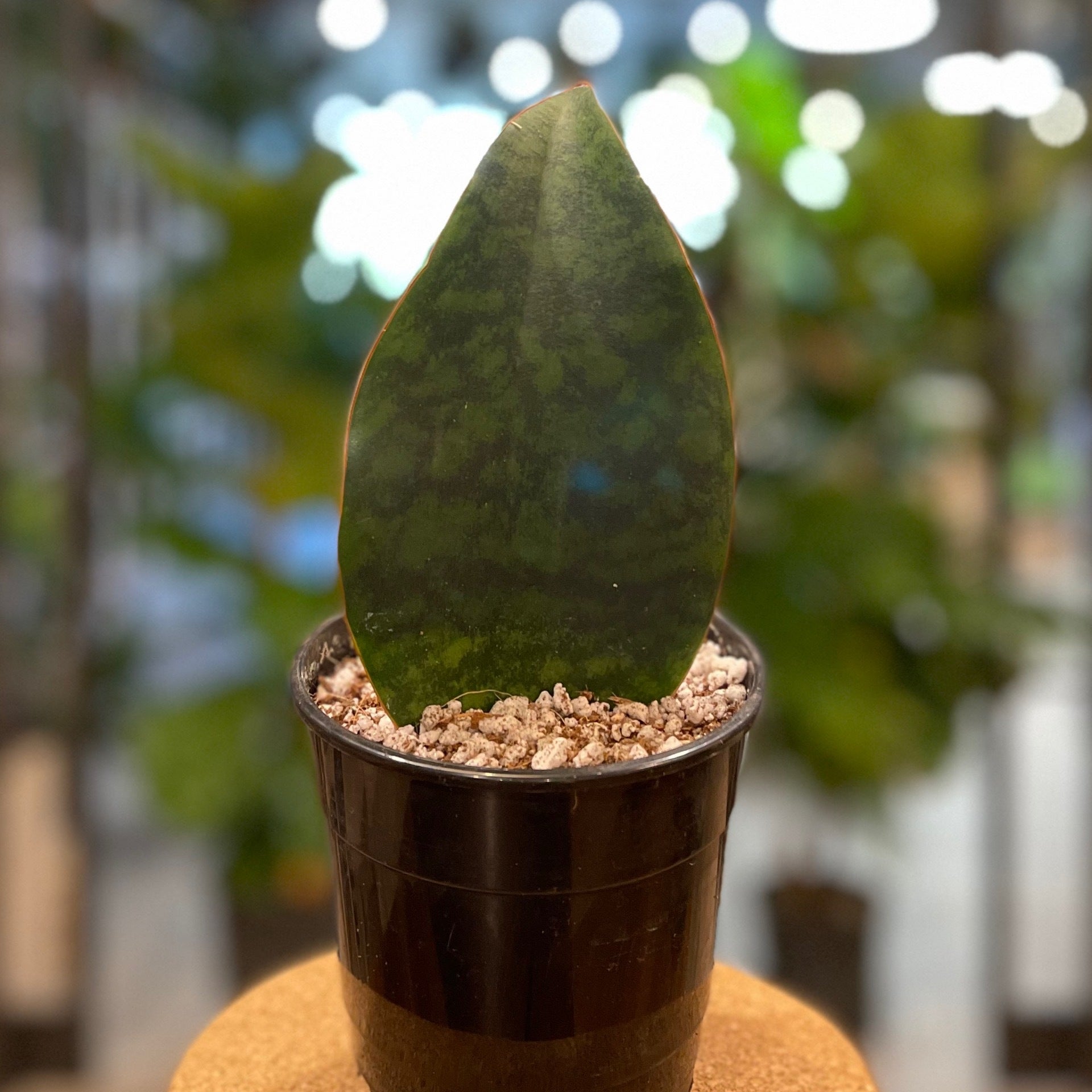 Sansevieria Shark Fin 5” | spotted leaf plant company