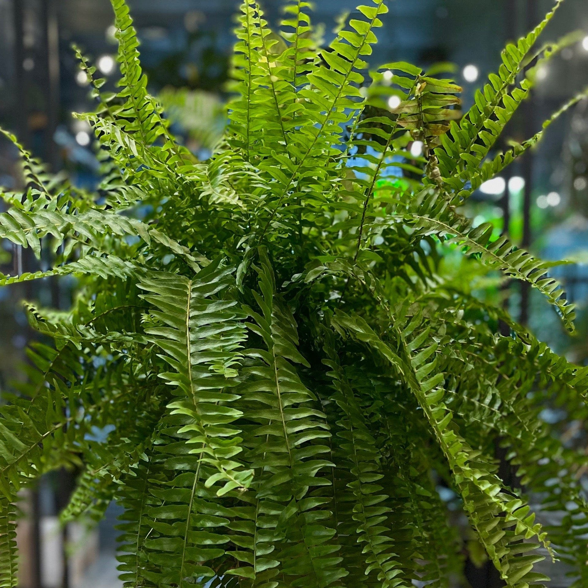 Fern Shiva 8” HB | spotted leaf plant company