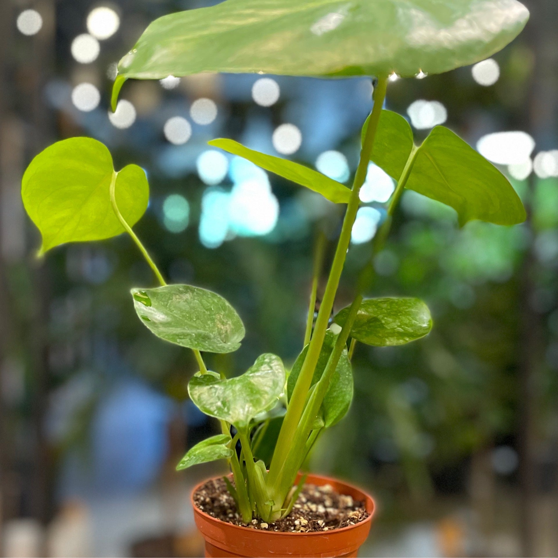 Monstera Deliciosa 4” | spotted leaf plant company
