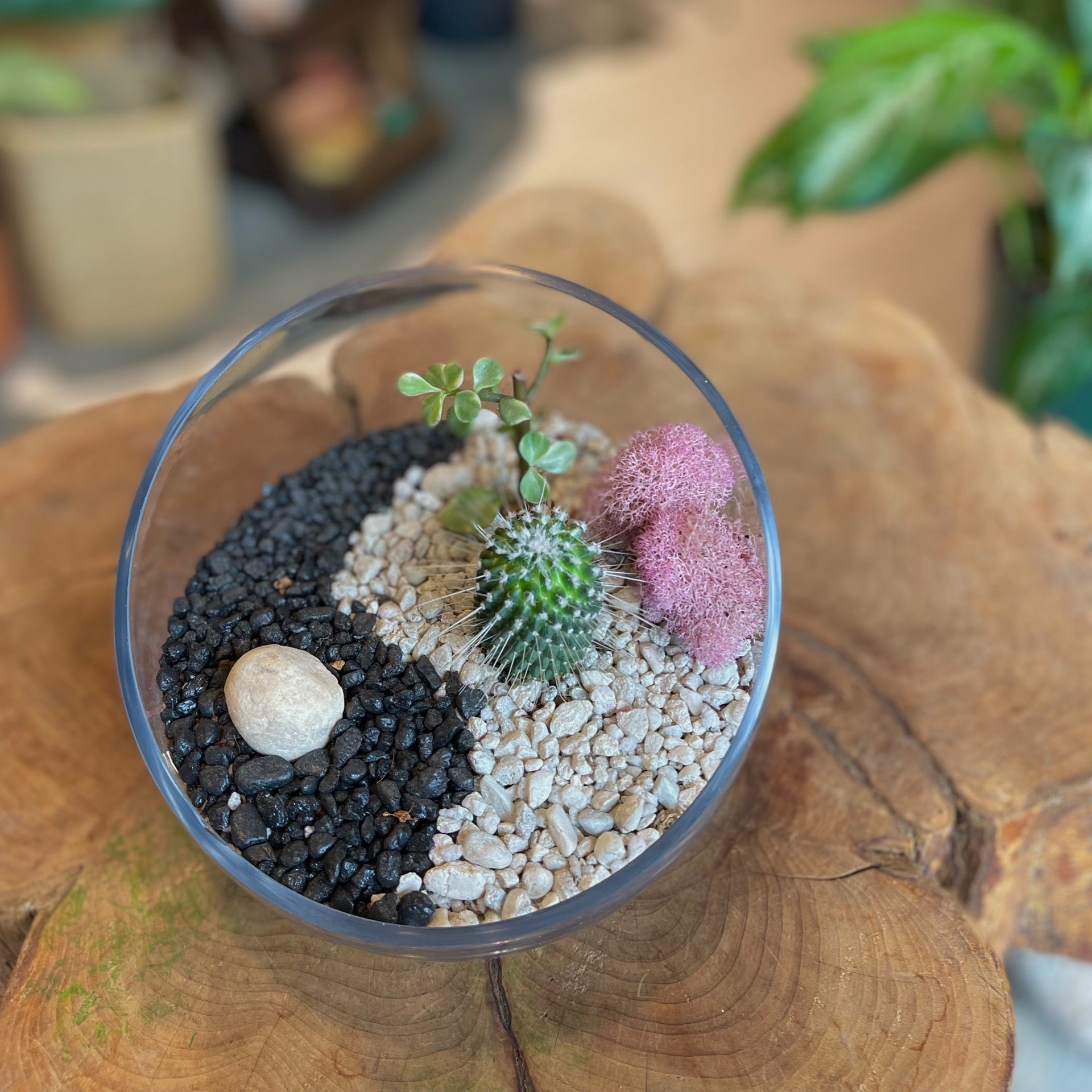 Mini Terrarium Cactus at Kevin Blankenship blog