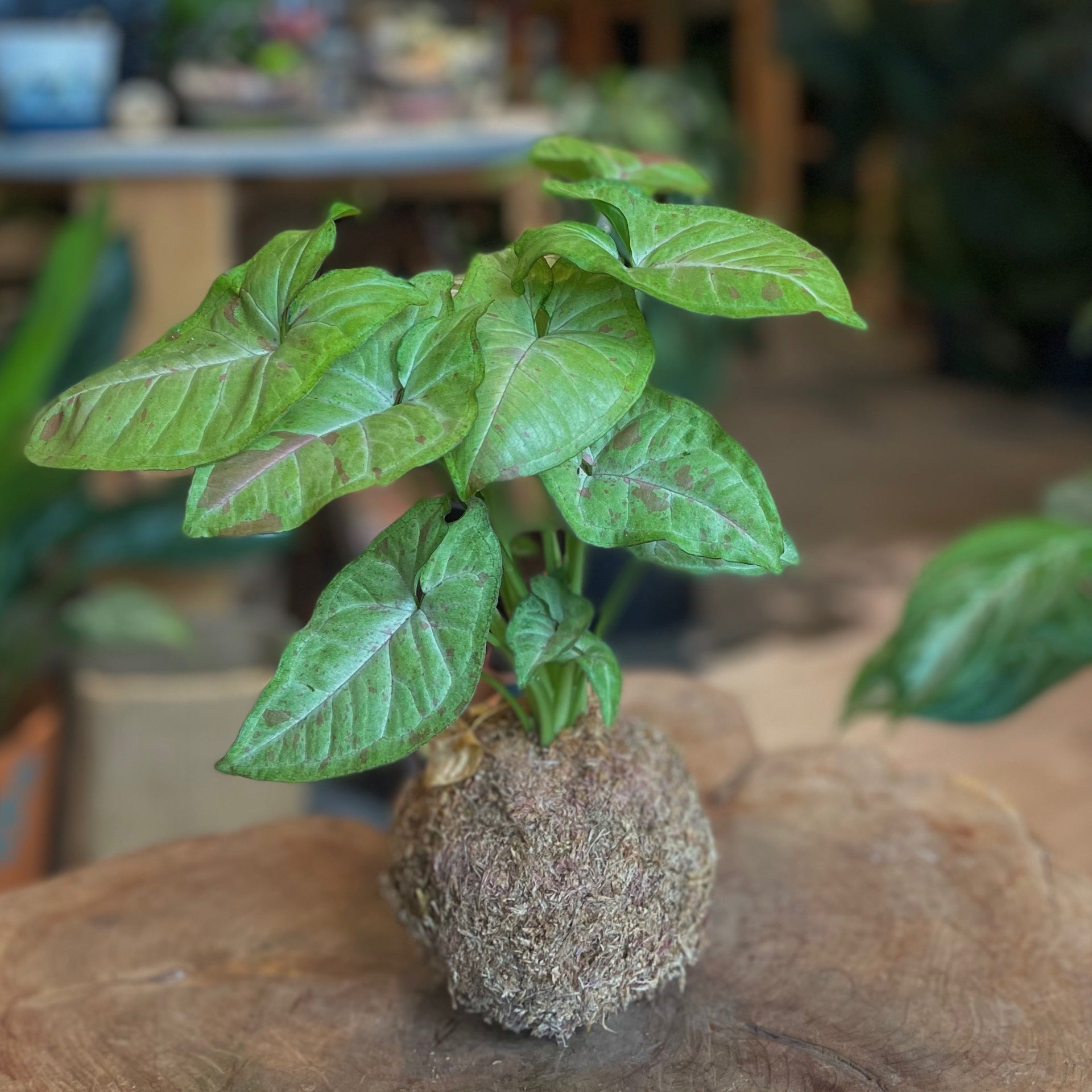 Plant + Sip: Kokedama Moss Ball Planter Class Saturday 10/21 | spotted ...
