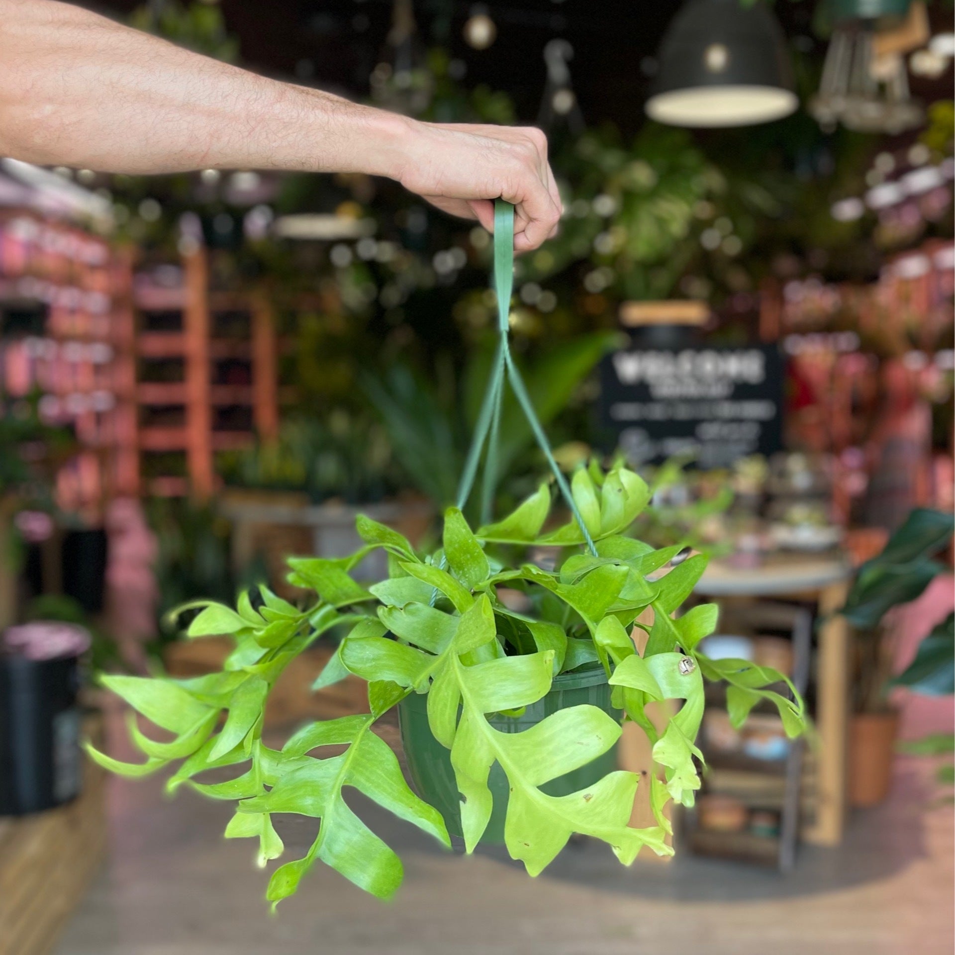 Fern Leaf Cactus 8” HB | spotted leaf plant company