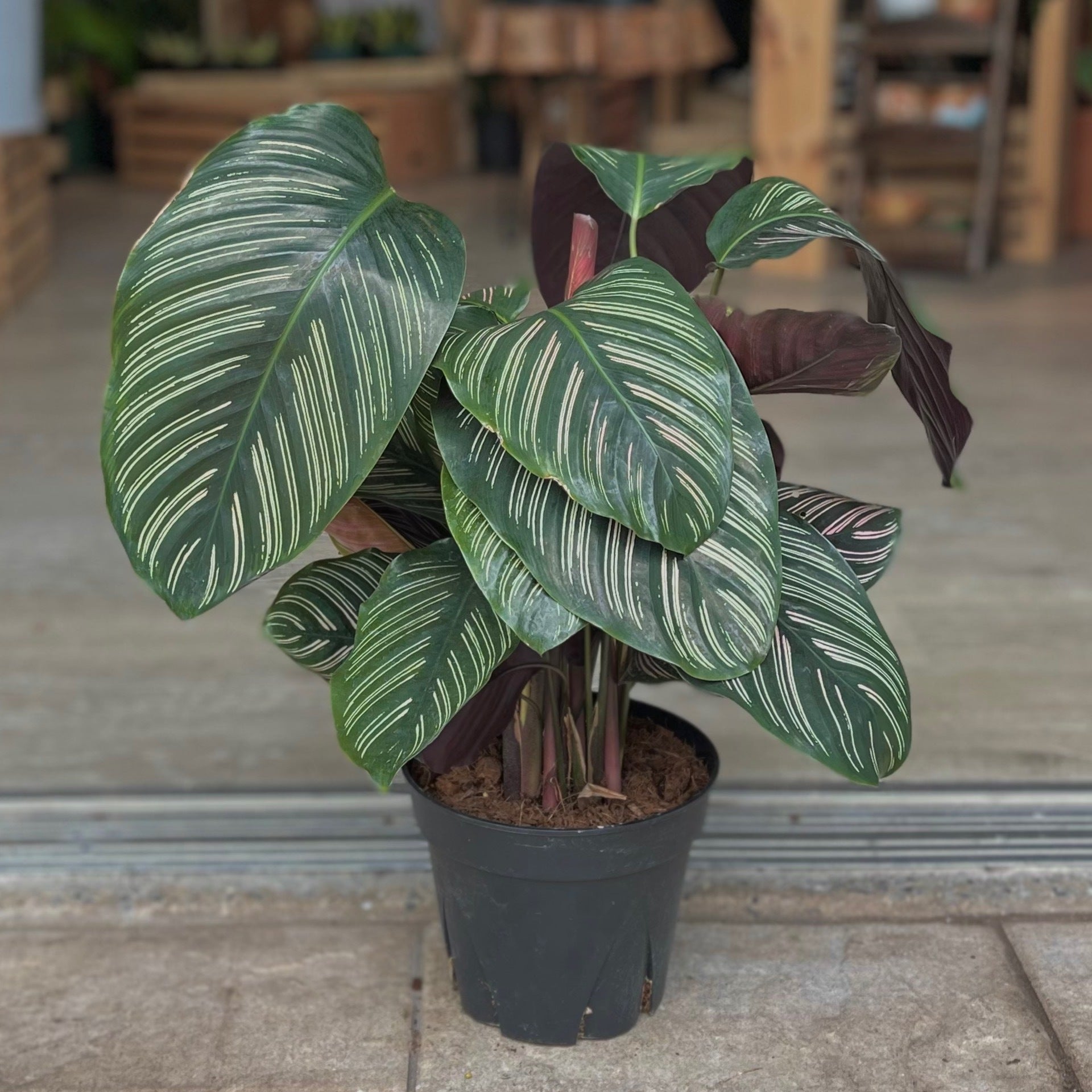 Calathea Ornata (Pinstripe) 8” | spotted leaf plant company