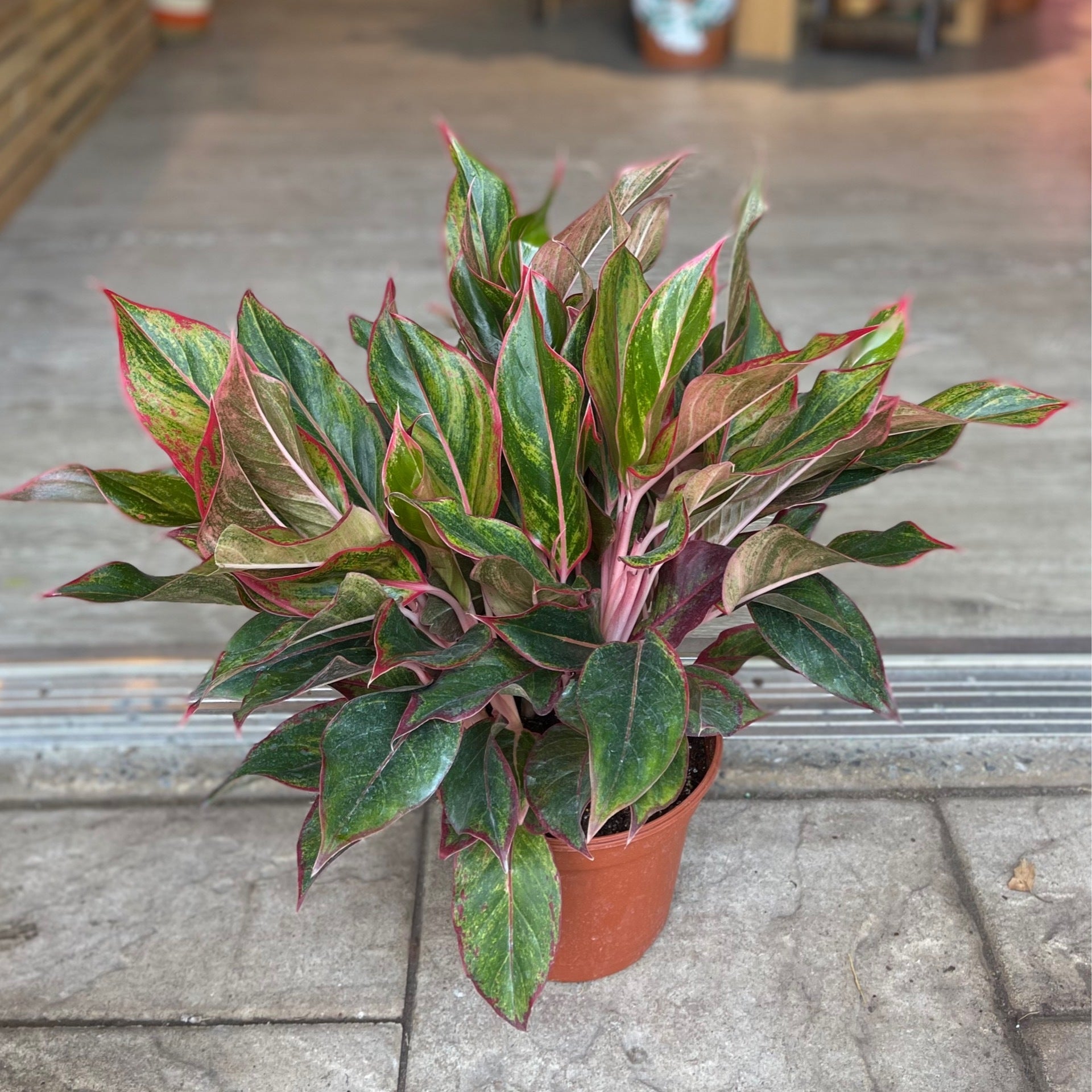 Aglaonema Creta 8” | spotted leaf plant company