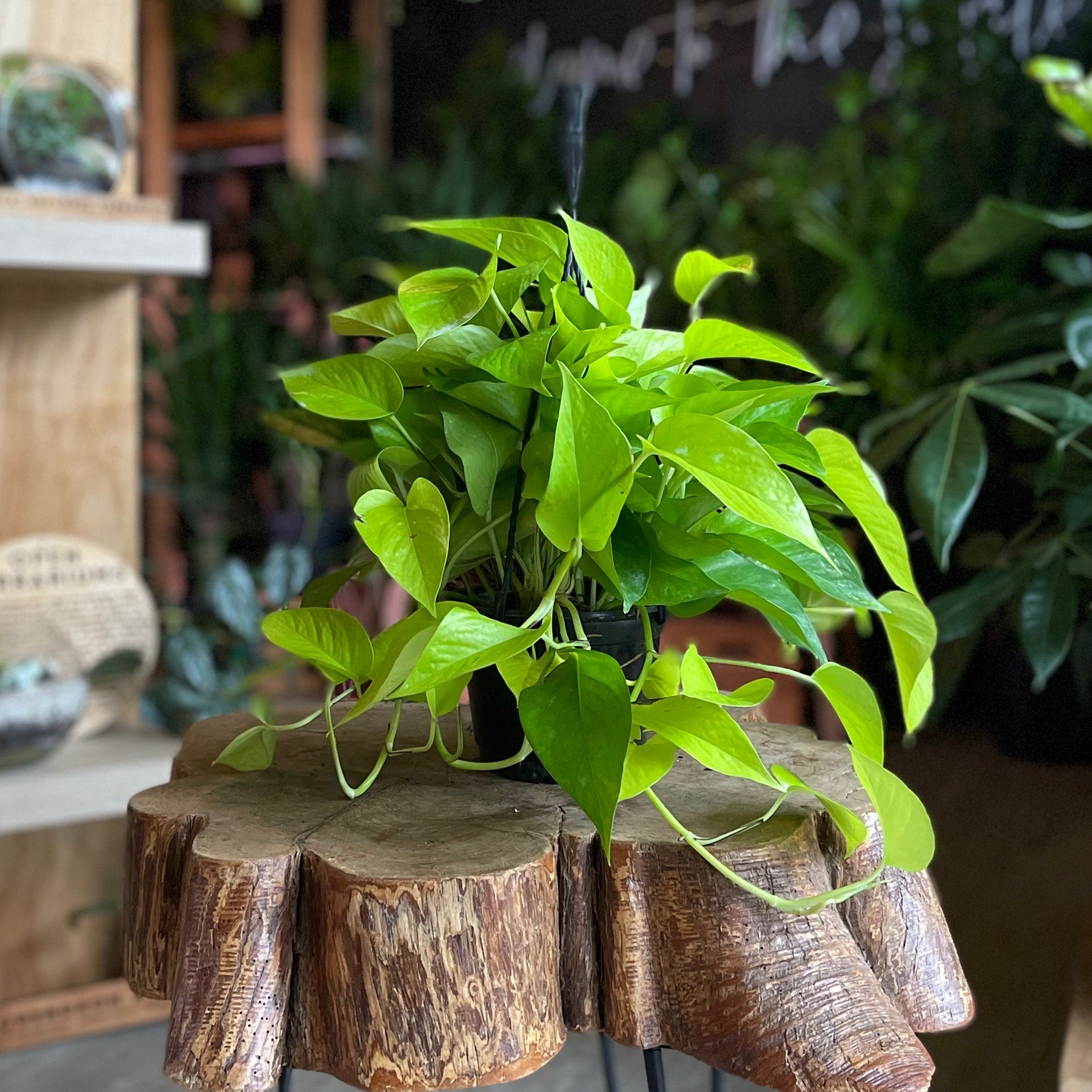 Neon Pothos 6” HB | spotted leaf plant company
