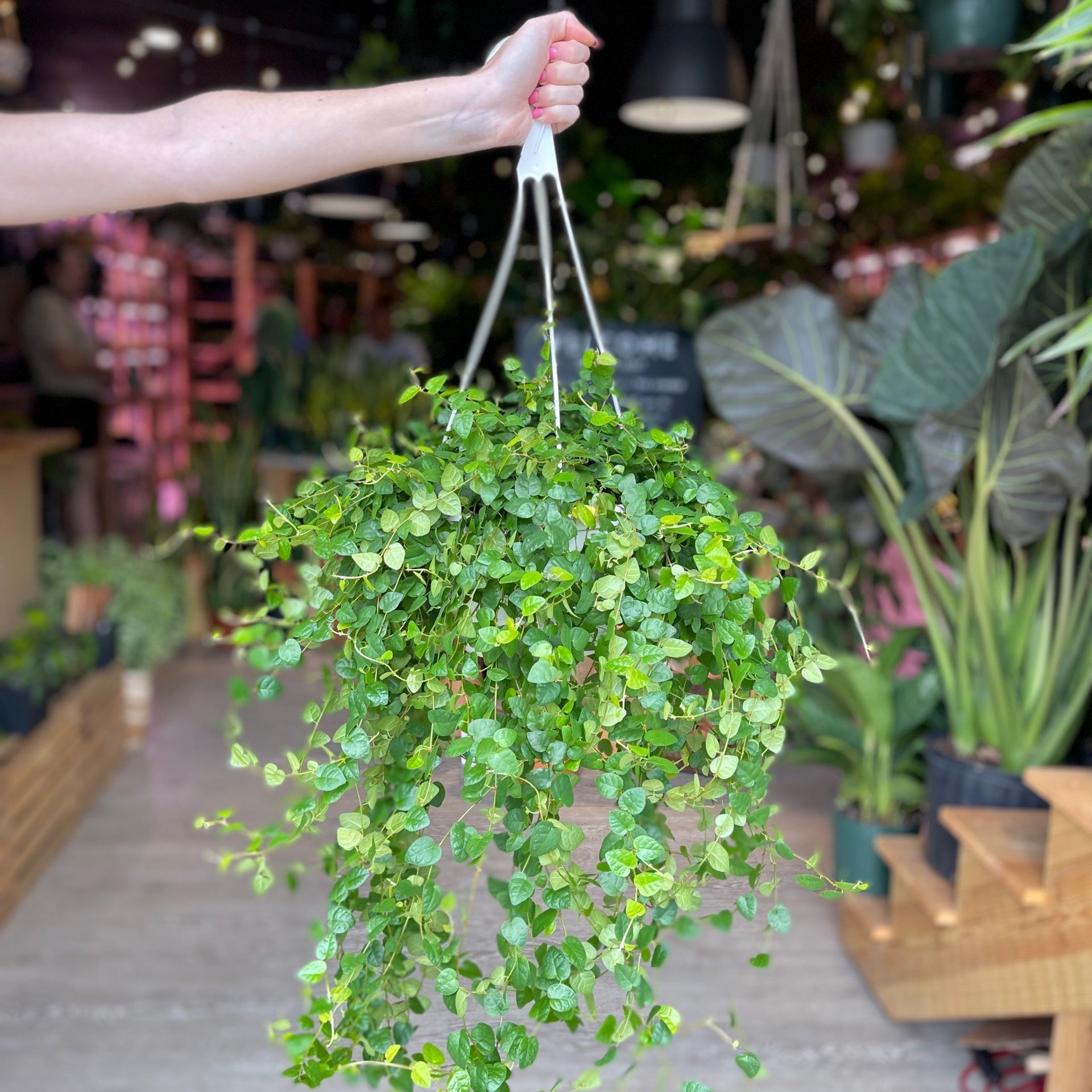 Ficus Repens Green 8” HB | spotted leaf plant company