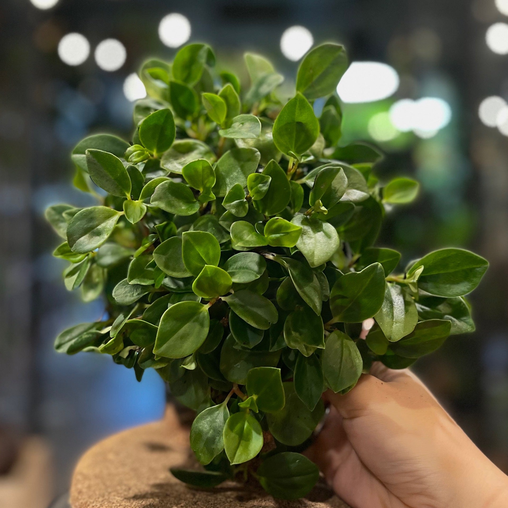 Peperomia Cubensis 6" | spotted leaf plant company