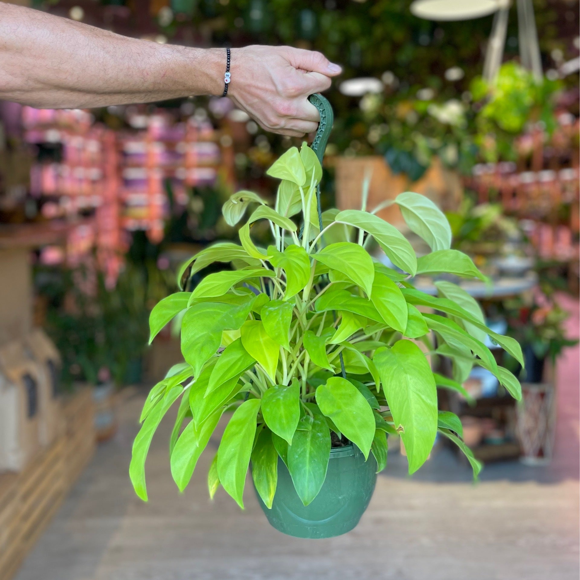 Philodendron Lemon Lime 8” HB | spotted leaf plant company