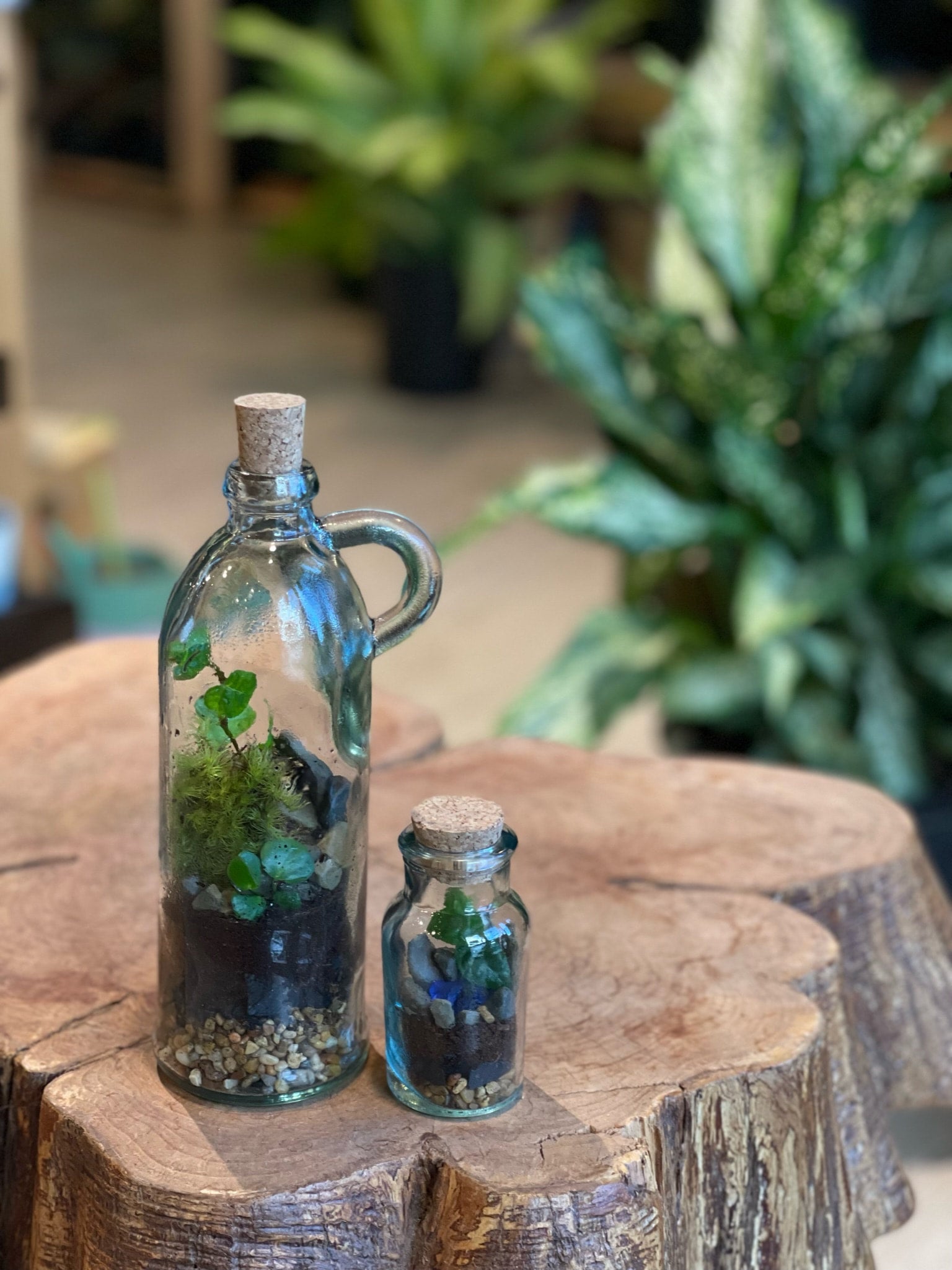 Plant + Sip: Jar Enclosed Terrarium Sunday 12/3 | spotted leaf plant ...