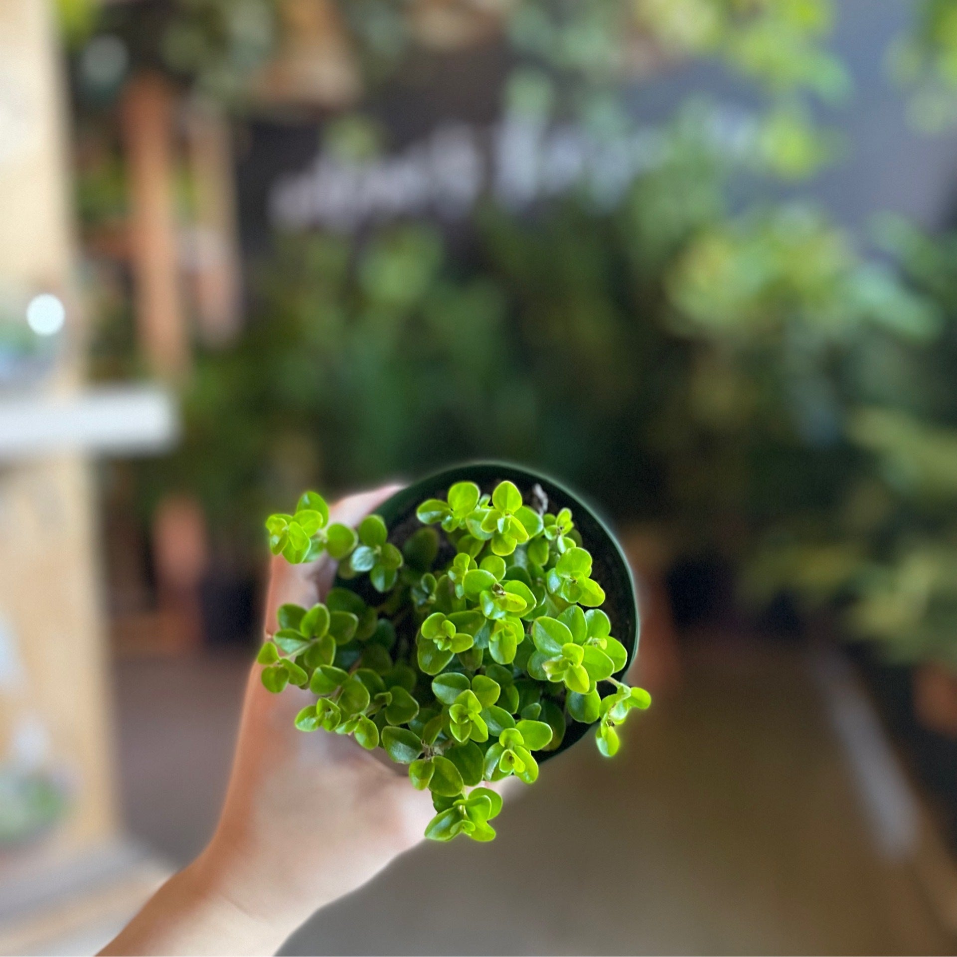 Peperomia Jitterbug 4” | spotted leaf plant company