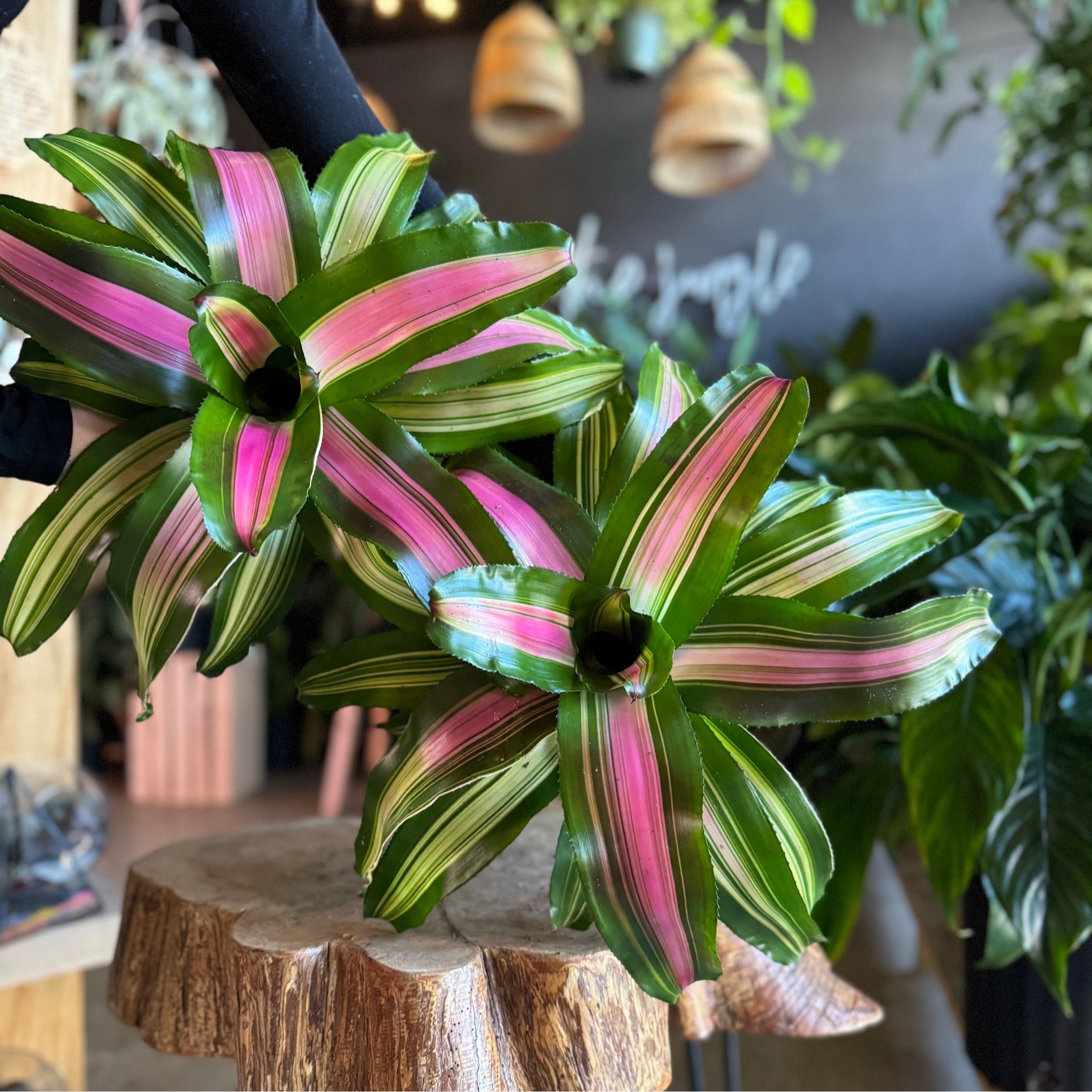 Bromeliad Neo Wolfgang 6” | spotted leaf plant company