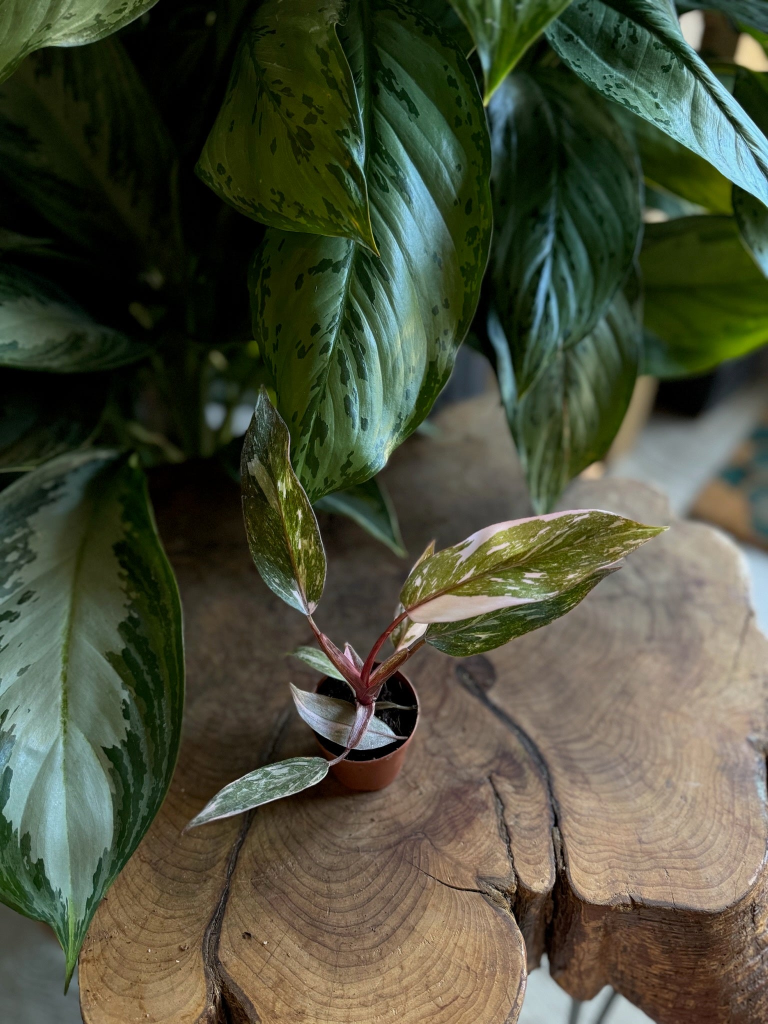 Philodendron Pink Princess Marble 2” | spotted leaf plant company