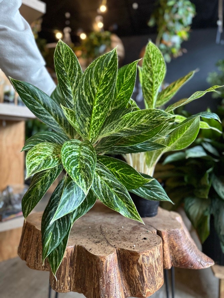 Aglaonema Golden Madonna 6” | spotted leaf plant company