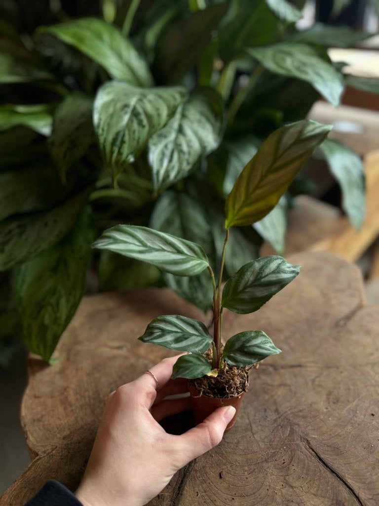 Calathea Silver Star 2” | spotted leaf plant company