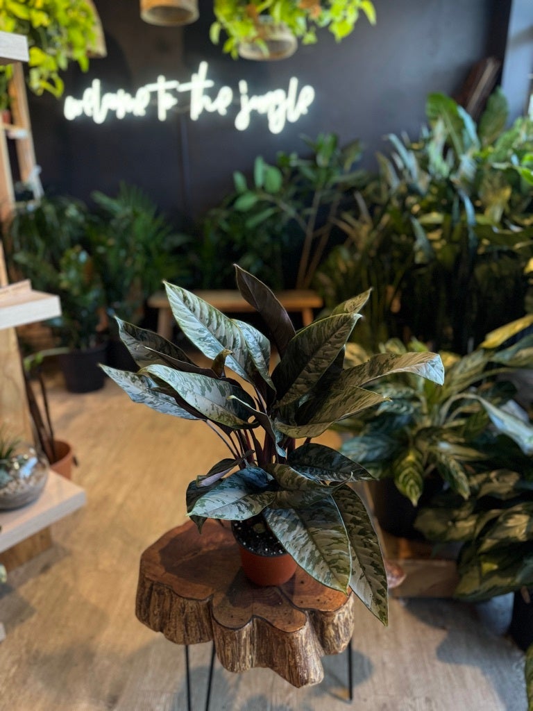 Apoballis Lavallei (Purple Sword) 6” | spotted leaf plant company