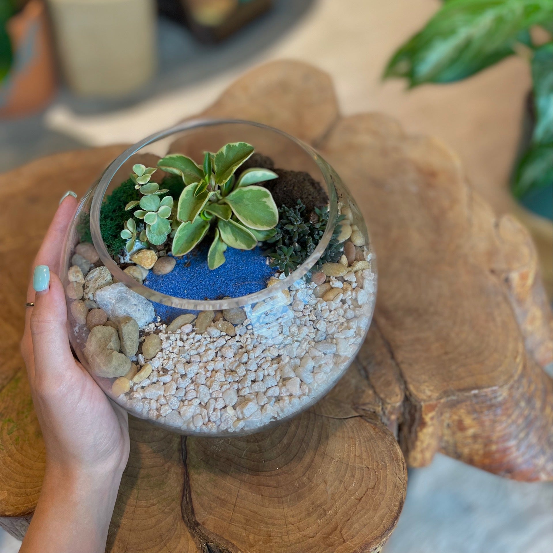 PLANT + SIP: desert open terrarium building saturday 12/23 | spotted ...