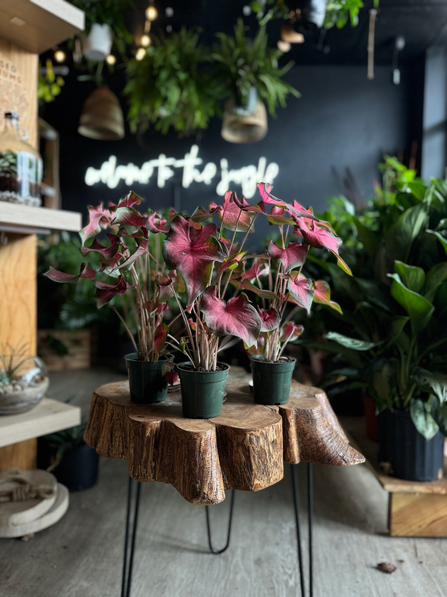 Caladium Fairytale Princess 4” | spotted leaf plant company