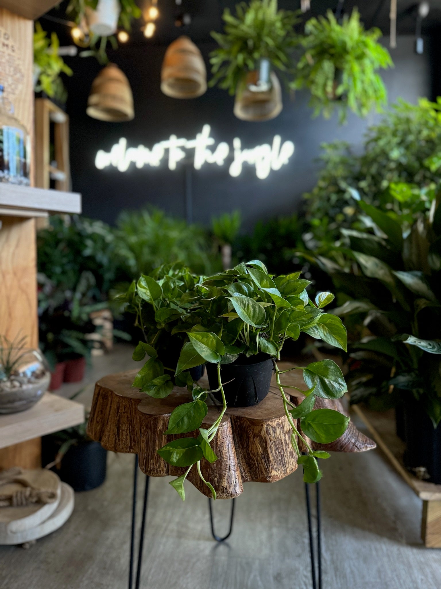 Global Green Pothos 6” | spotted leaf plant company