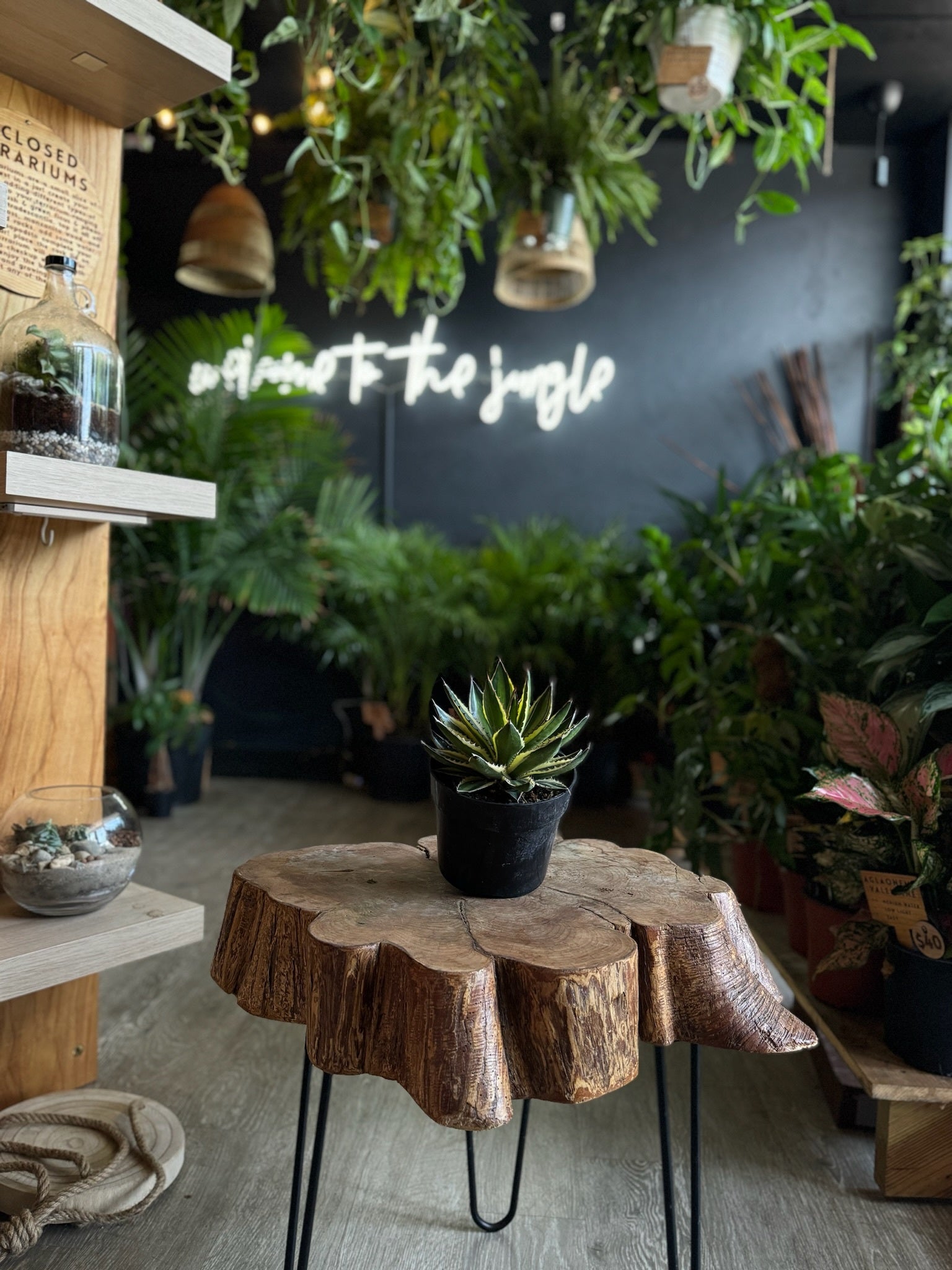 Agave Quadricolor 6" | spotted leaf plant company