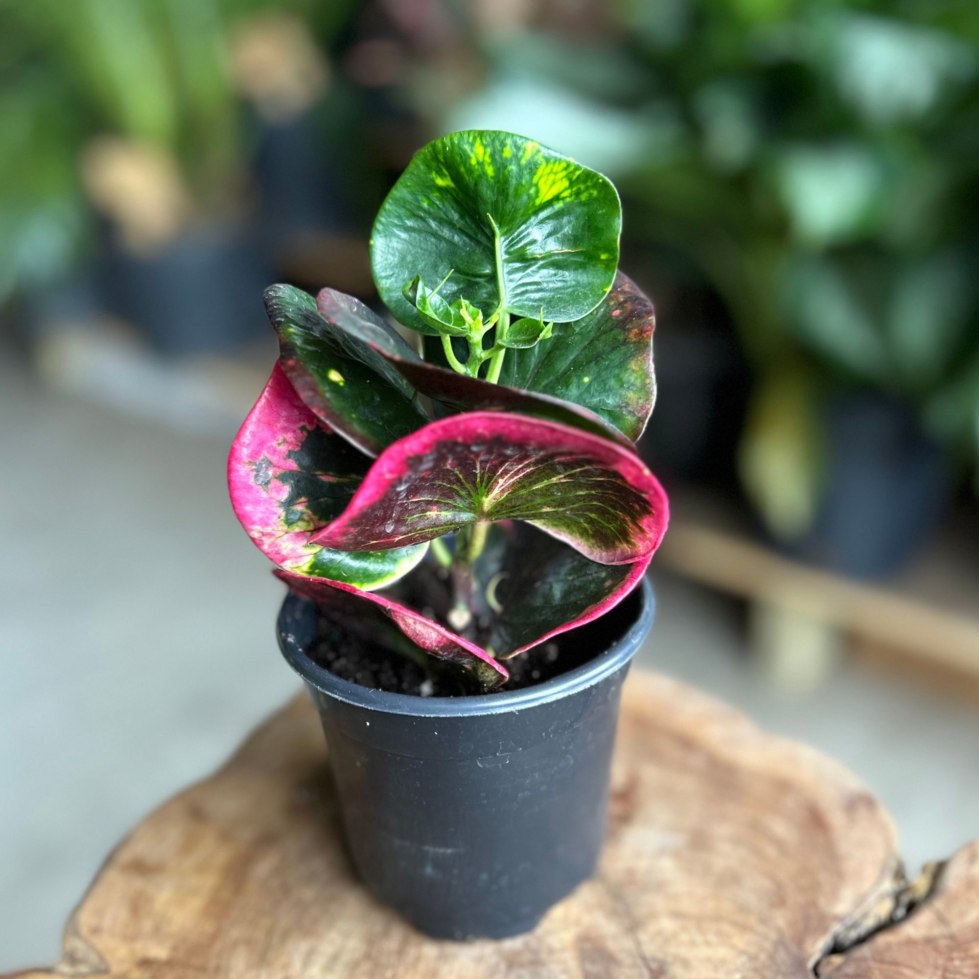 Croton Rose 4" | spotted leaf plant company