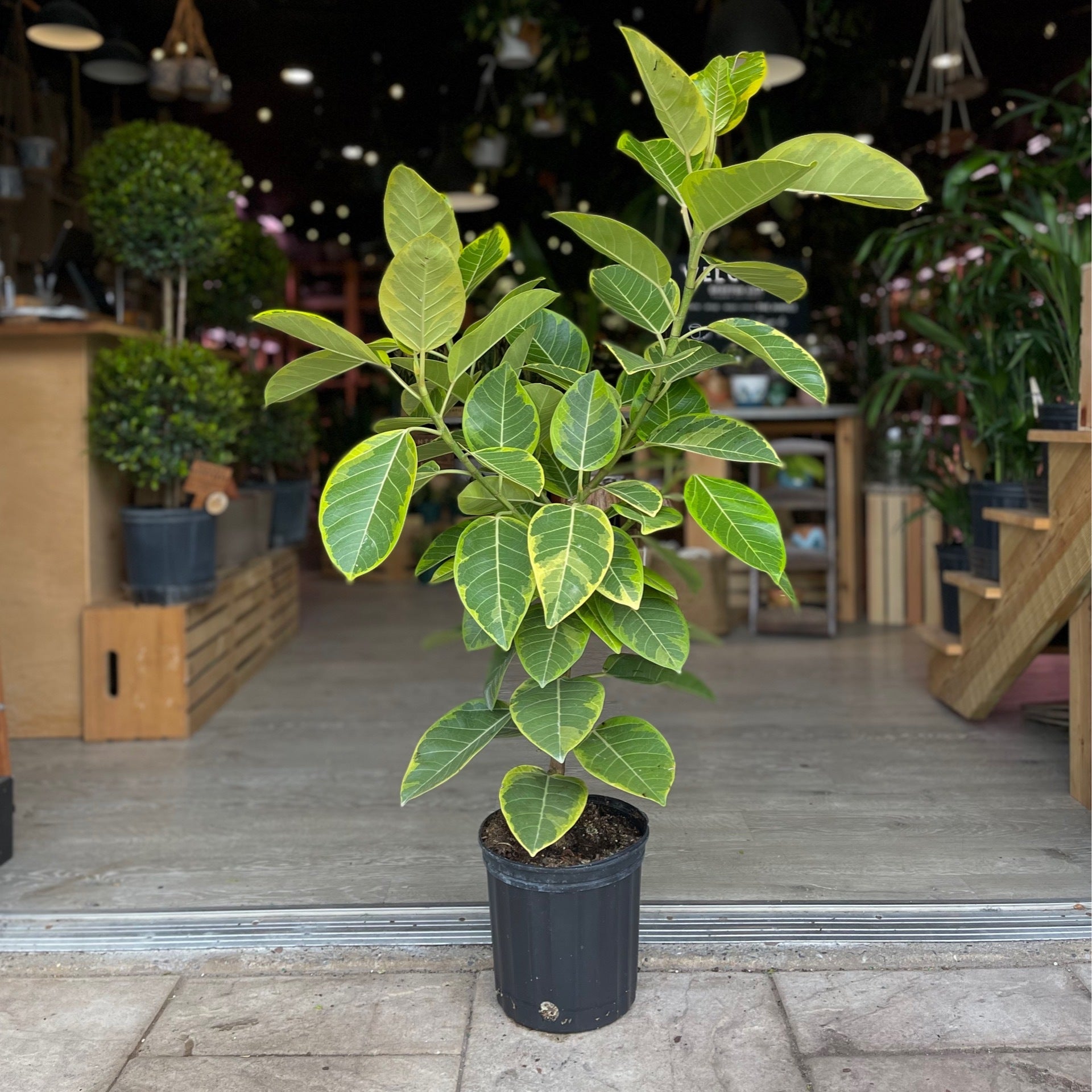 Ficus Altissima 8" | spotted leaf plant company