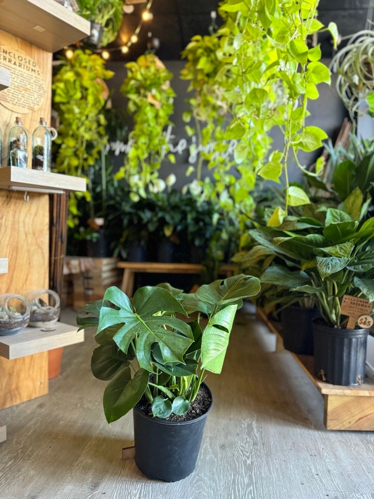 Monstera Deliciosa 10" | spotted leaf plant company