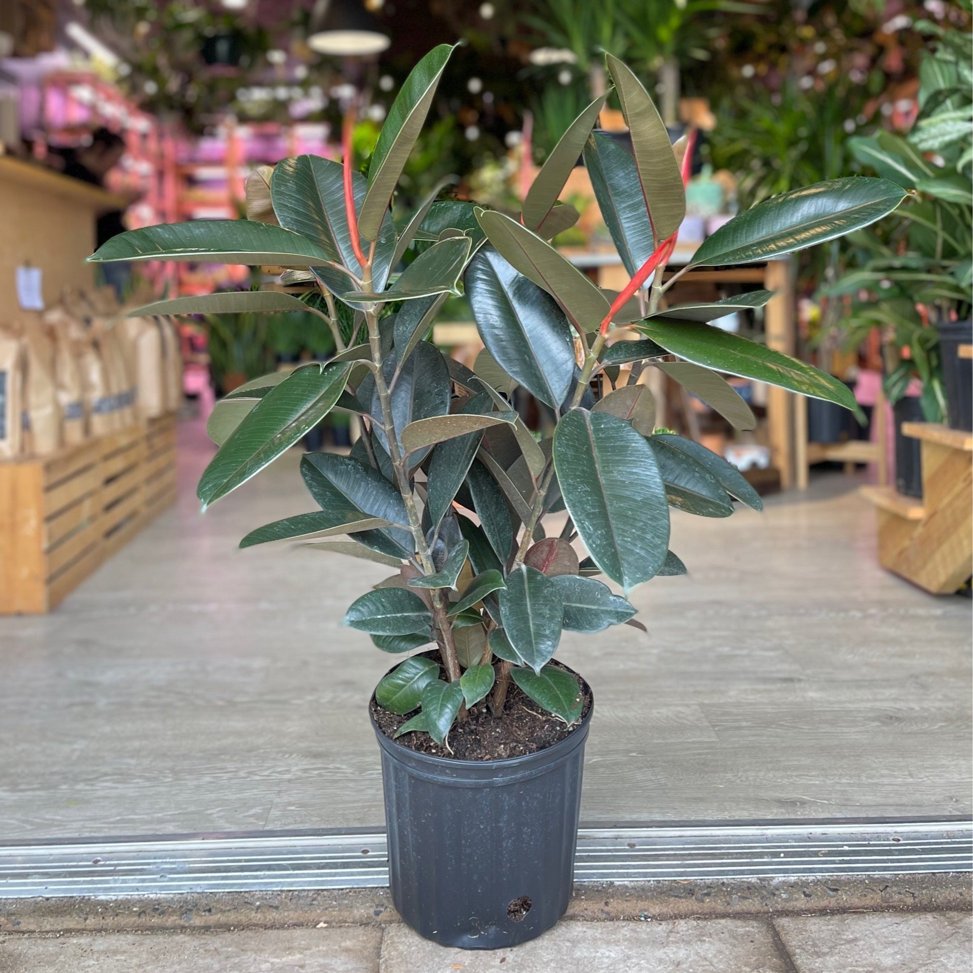 Ficus Burgundy (Dark Rubber Tree) 8" | spotted leaf plant company