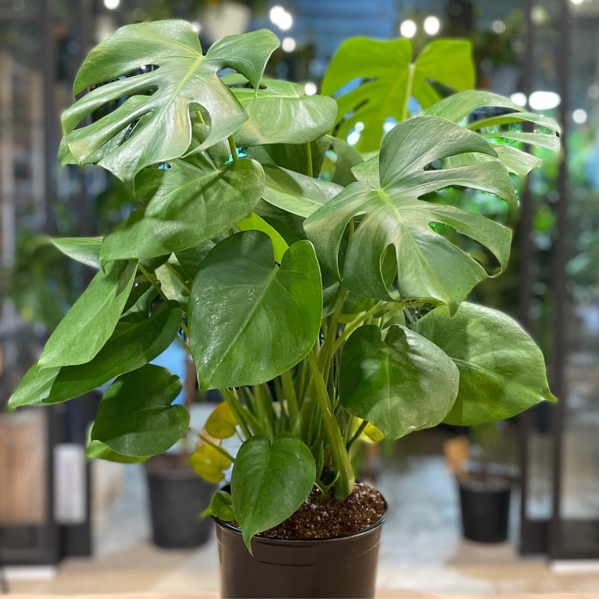 Monstera Deliciosa 8" | spotted leaf plant company