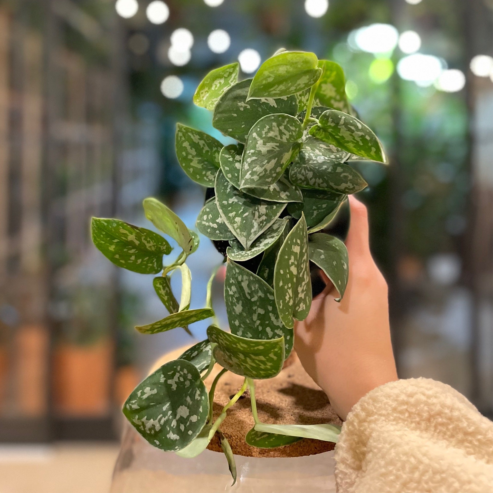 Scindapsus Pictus Argyraeus 4" | spotted leaf plant company