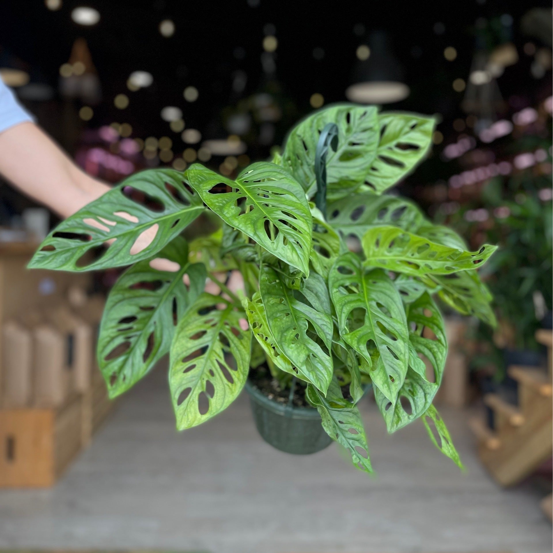 Monstera Adansonii (Swiss Cheese) (Narrow Form) 8" HB | spotted leaf ...